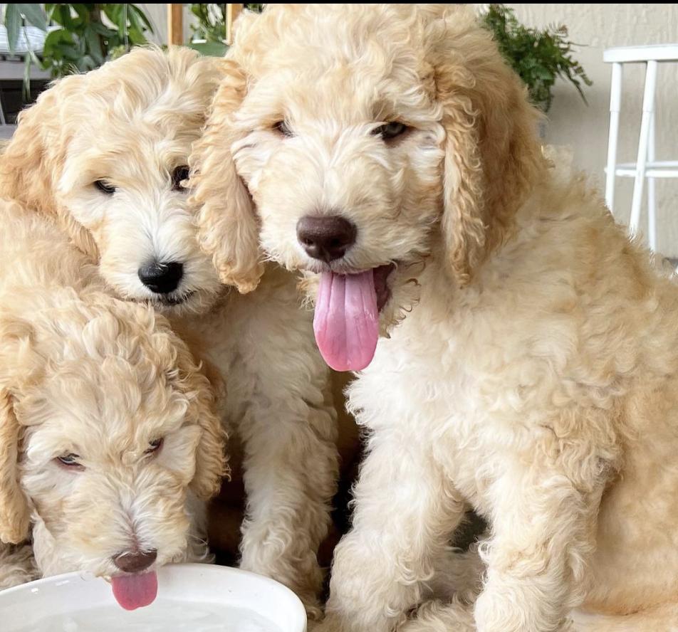 Pennies from Heaven Doodles in Florida | Goldendoodle puppies | Good Dog
