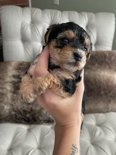 MyYorkies in Ohio | Yorkshire Terrier puppies | Good Dog
