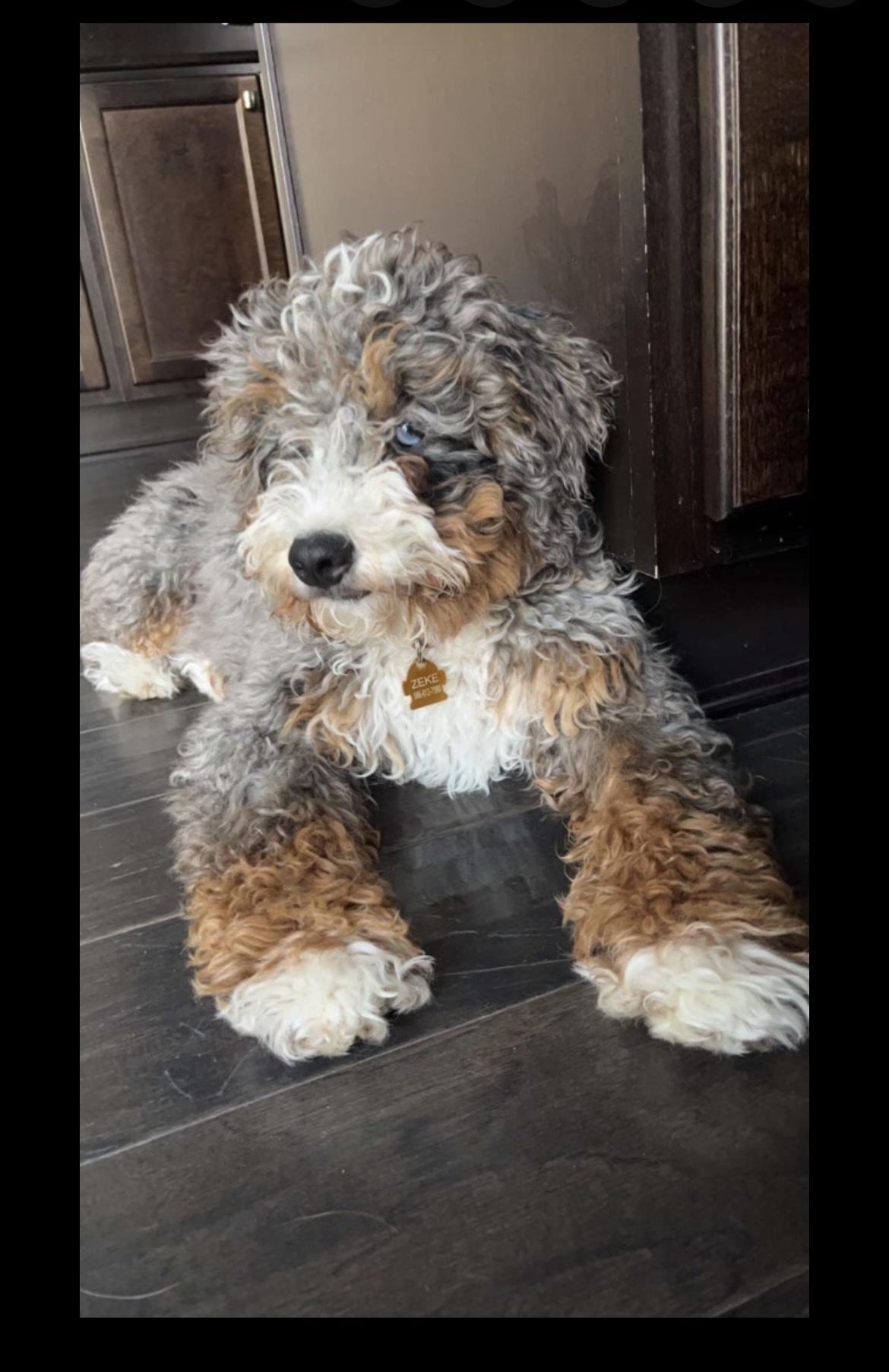 Michigans Bernedoodle’s in Michigan | Bernedoodle puppies | Good Dog