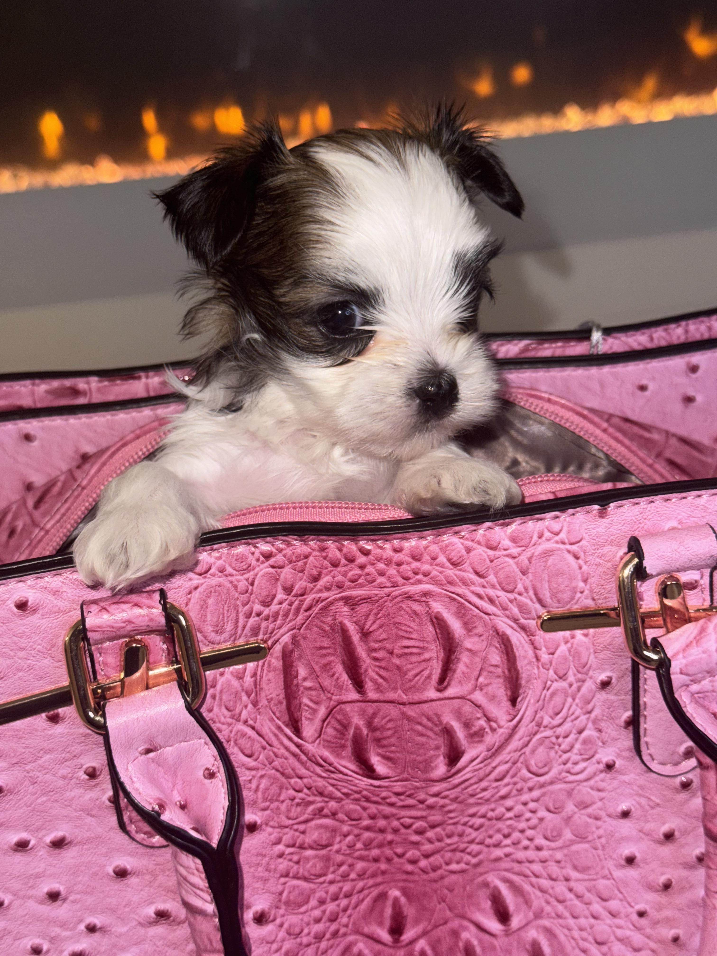Pink Purse Designer Breeds in Florida | Morkie puppies | Good Dog