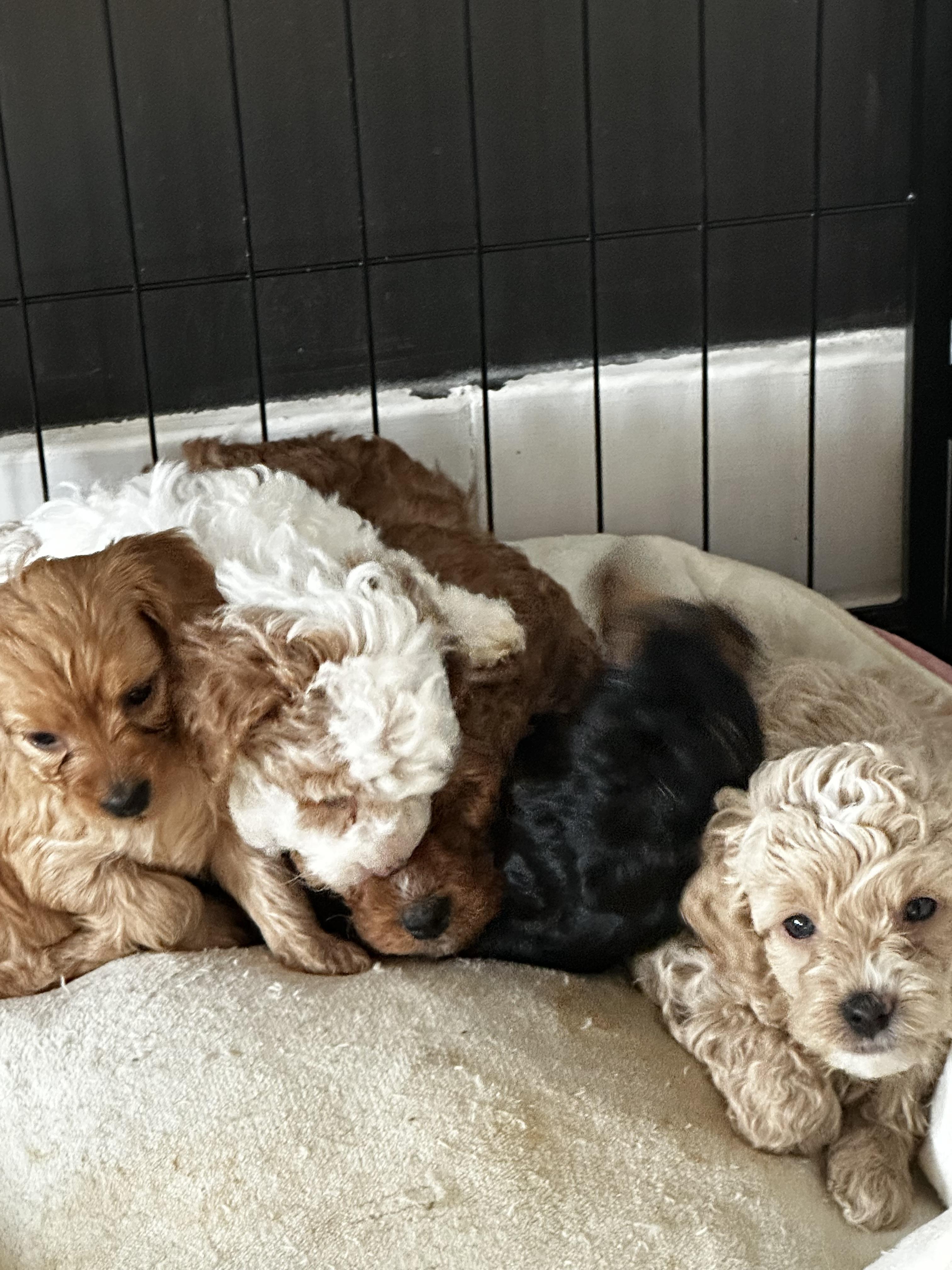 Pinkney Poodles in Maryland | Cavapoo puppies | Good Dog