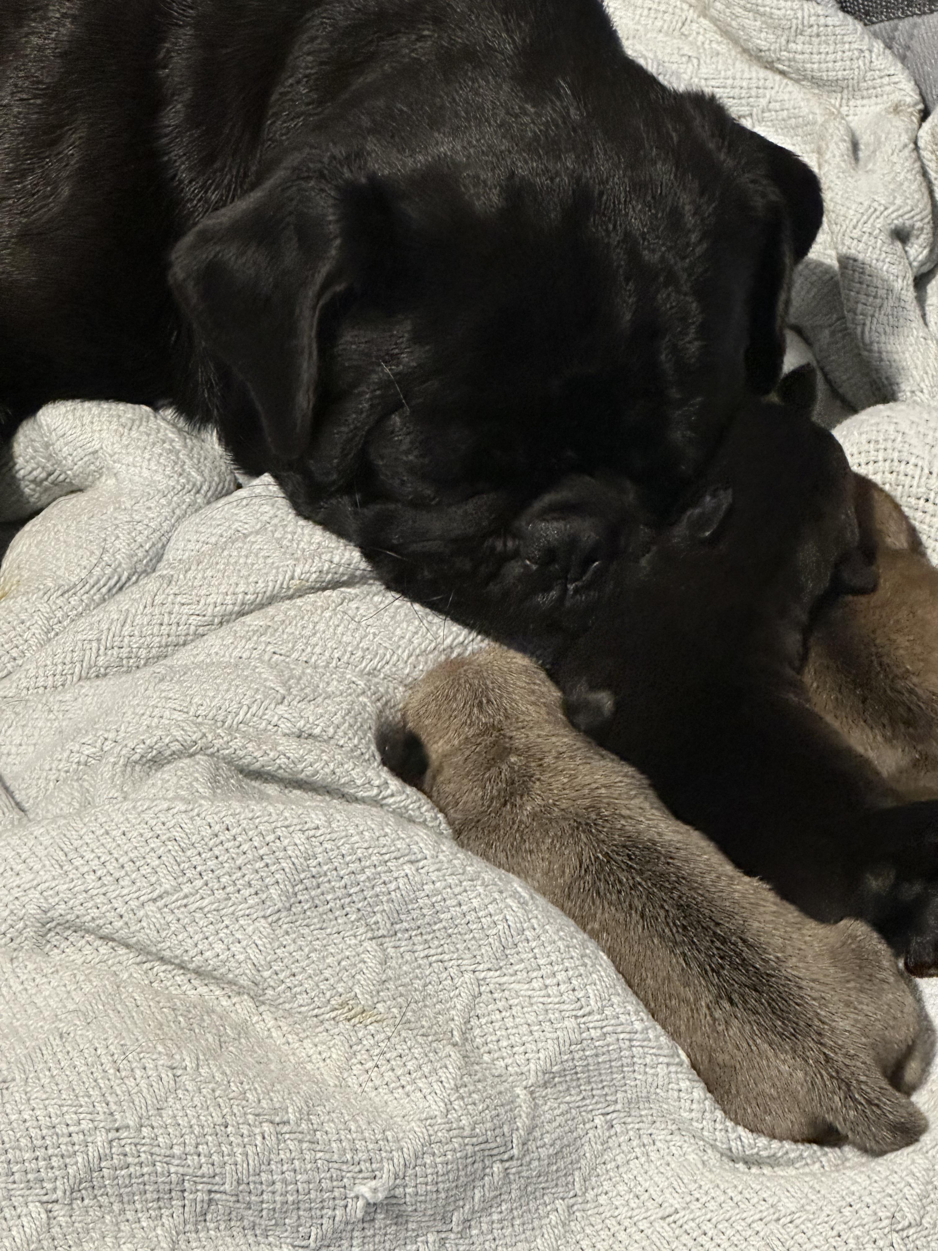 Magnolia Pugs in Alabama | Pug puppies | Good Dog