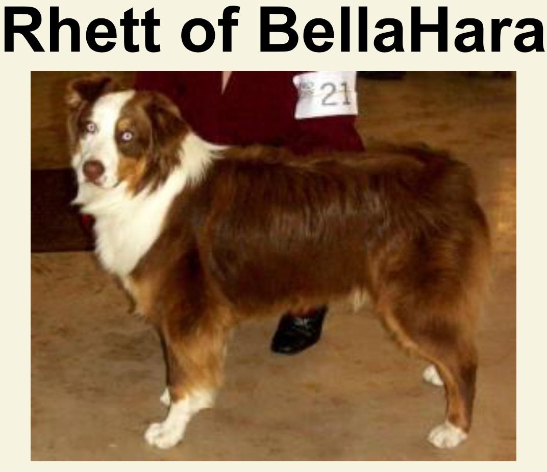 BellaHara in Nebraska | Australian Shepherd puppies | Good Dog