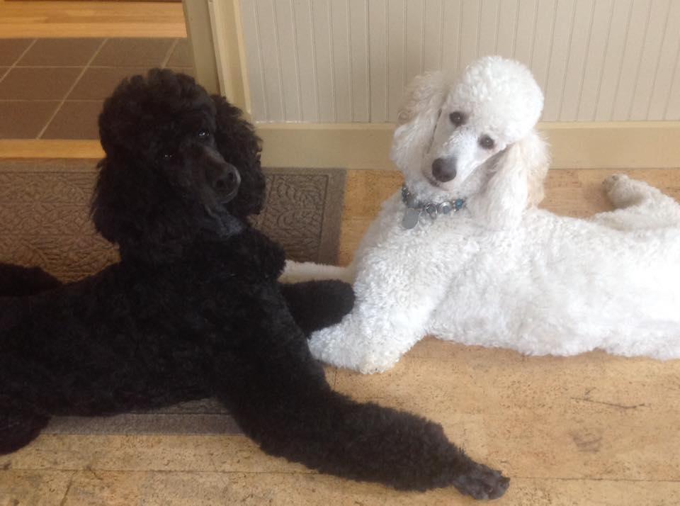 HighSpirits Standard Poodles in Maine | Poodle puppies | Good Dog