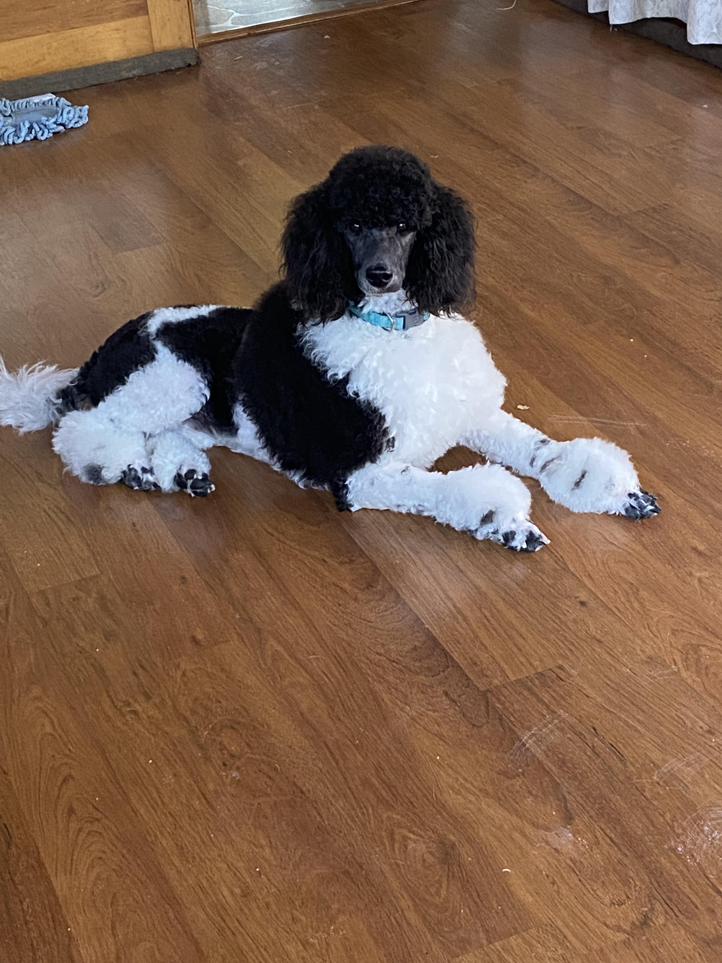 Darla's Poodles in Michigan | Poodle puppies | Good Dog