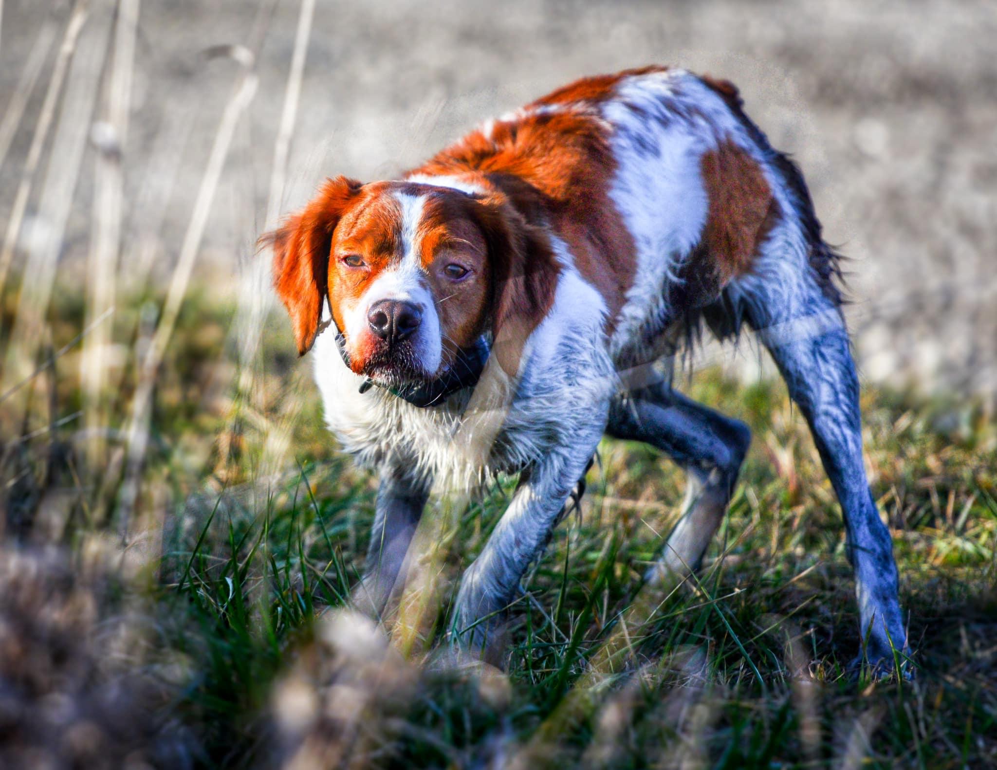 Bent River Bretons in Illinois | Brittany and French Brittany puppies ...