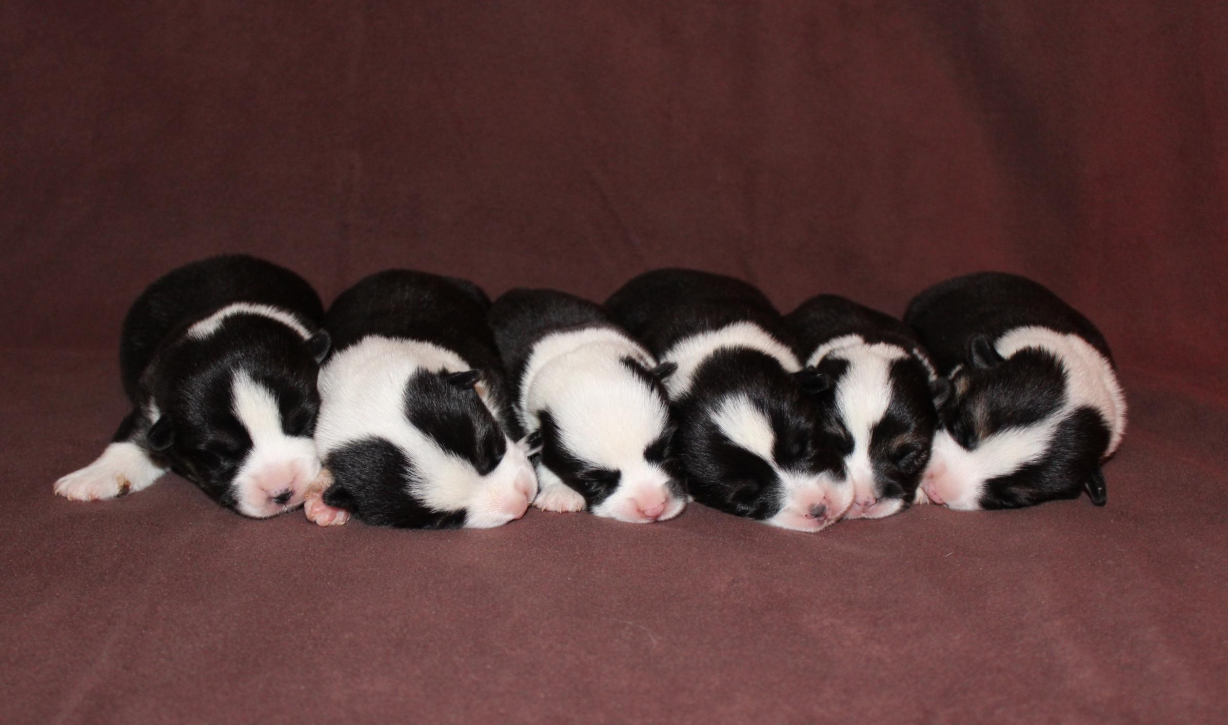 White Star Corgis in Oklahoma | Pembroke Welsh Corgi puppies | Good Dog