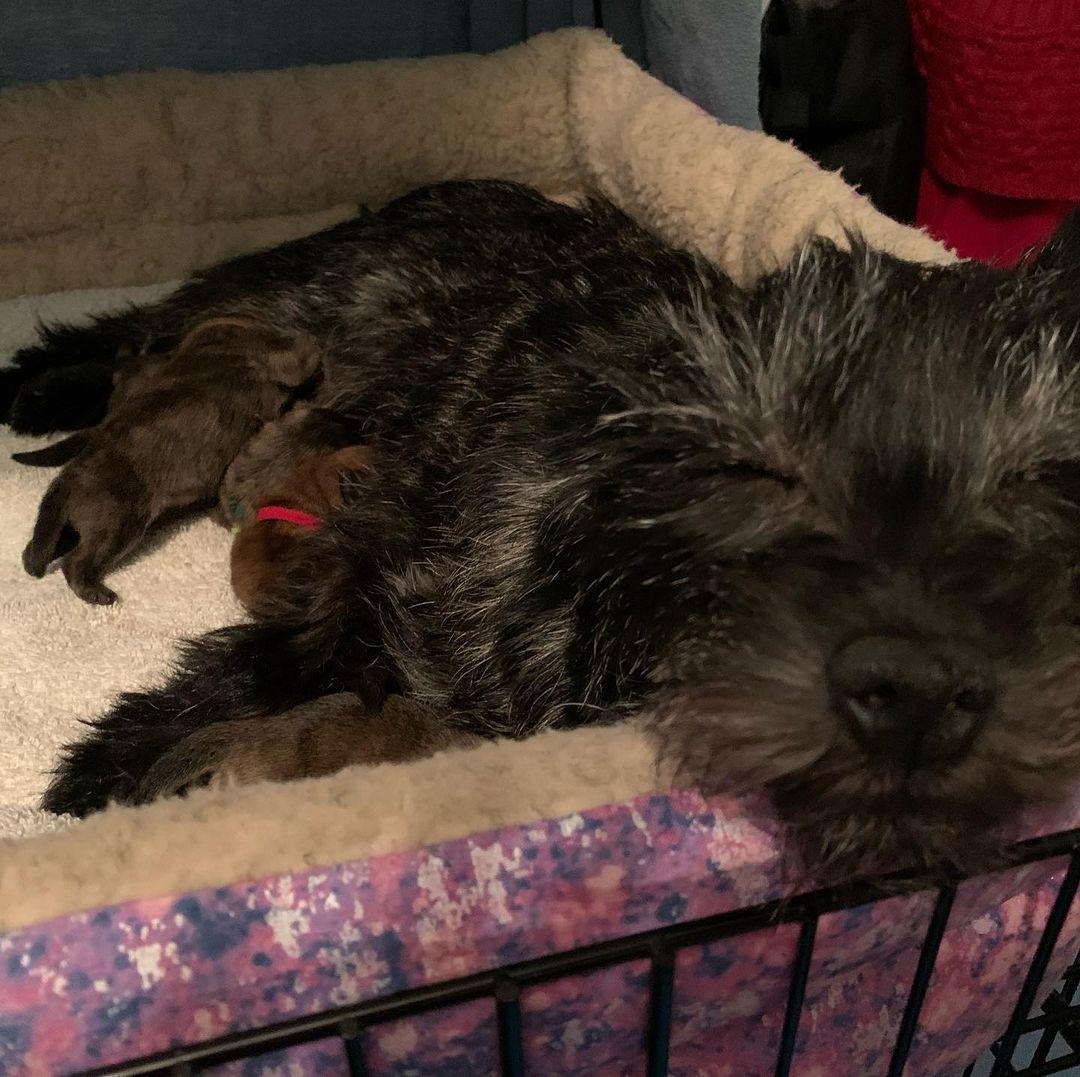 Kin Loch Cairns in Oregon | Cairn Terrier puppies | Good Dog