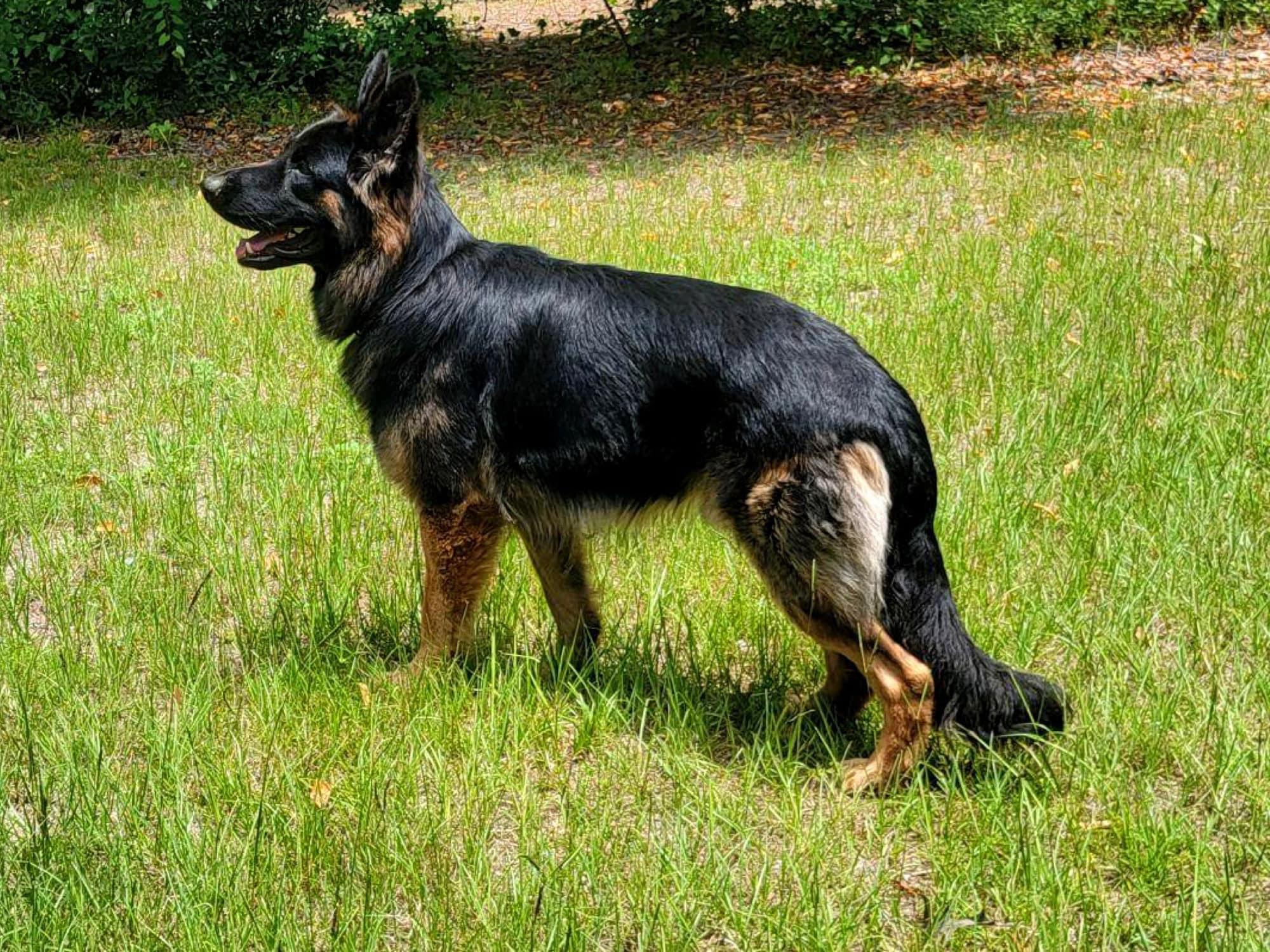 Vom Ravna Haus in Georgia | German Shepherd puppies | Good Dog
