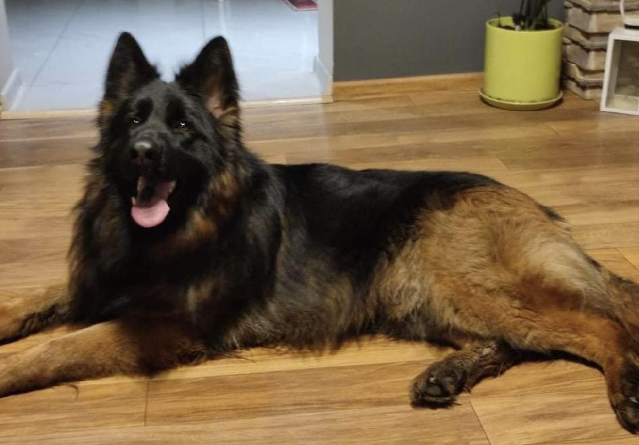 ShadyOak Long Coat German Shepherds in Maryland | German Shepherd ...
