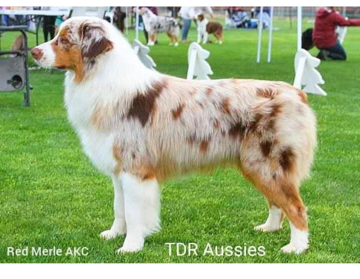 J.O Family Aussies in California | Australian Shepherd puppies | Good Dog