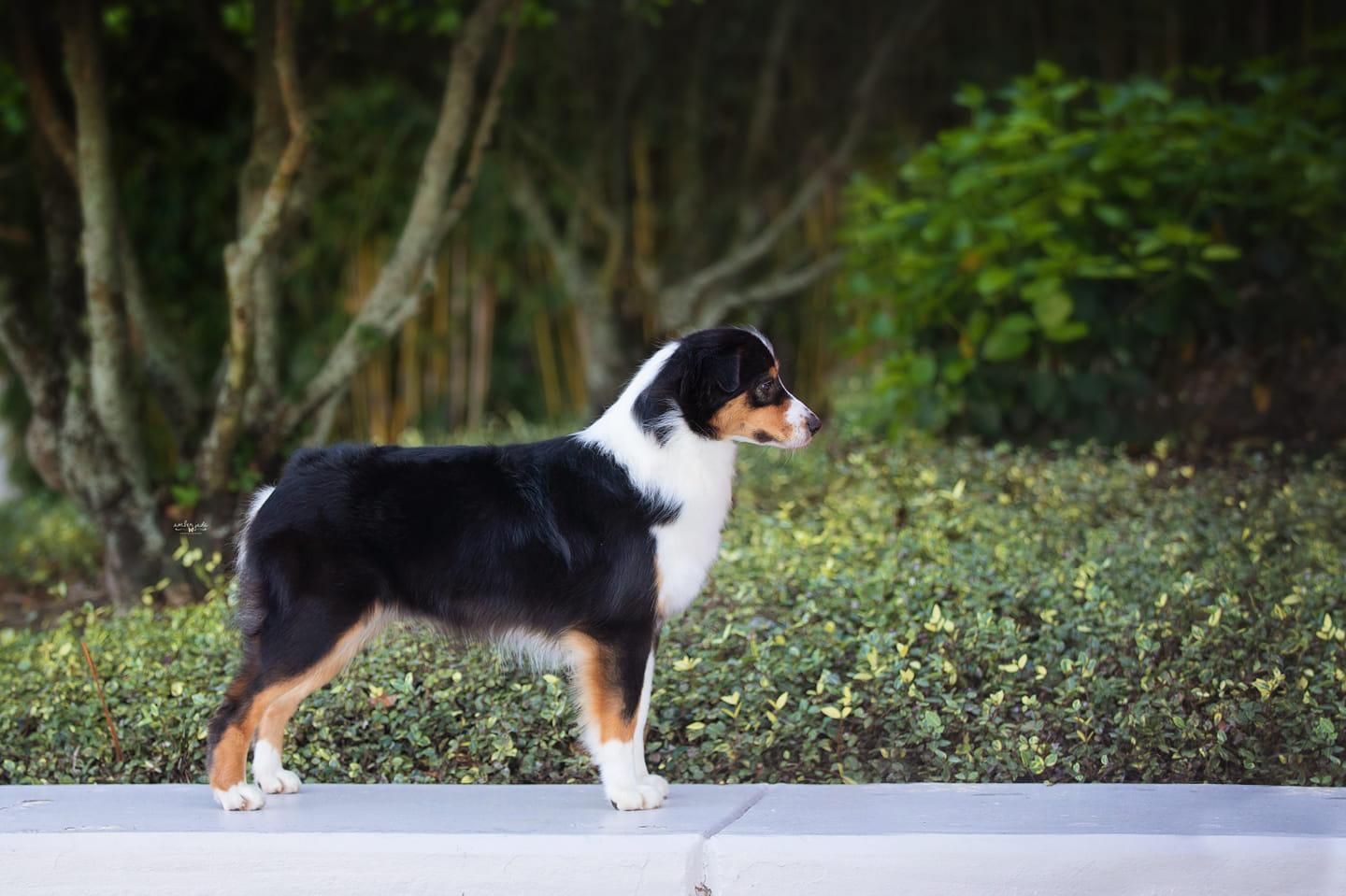 Crystal Winds Australian Shepherds in Minnesota | Australian Shepherd ...