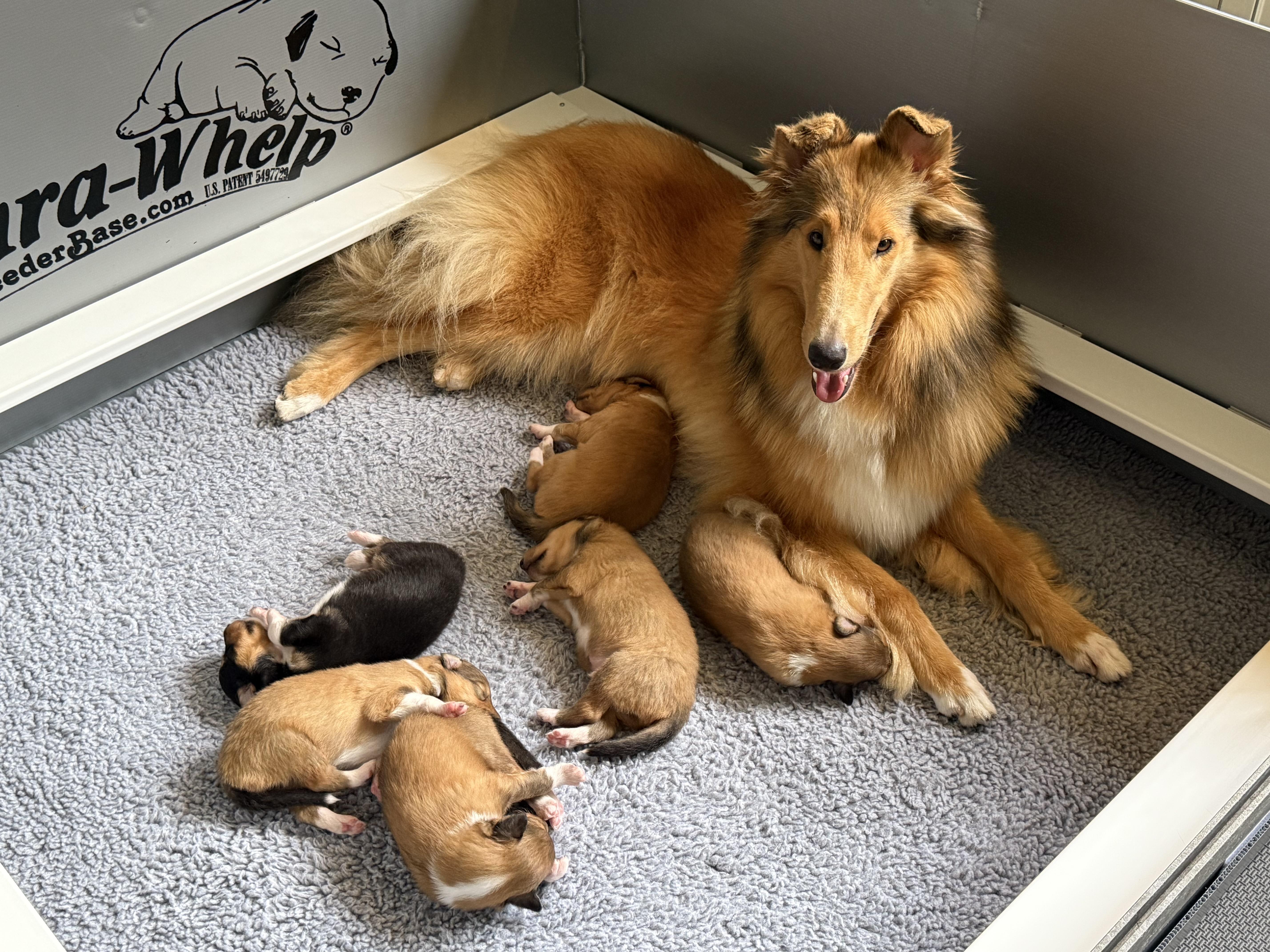 Savoy Collies in Tennessee | Collie puppies | Good Dog