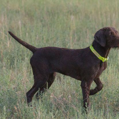 Dale Parker in Colorado | Pudelpointer puppies | Good Dog