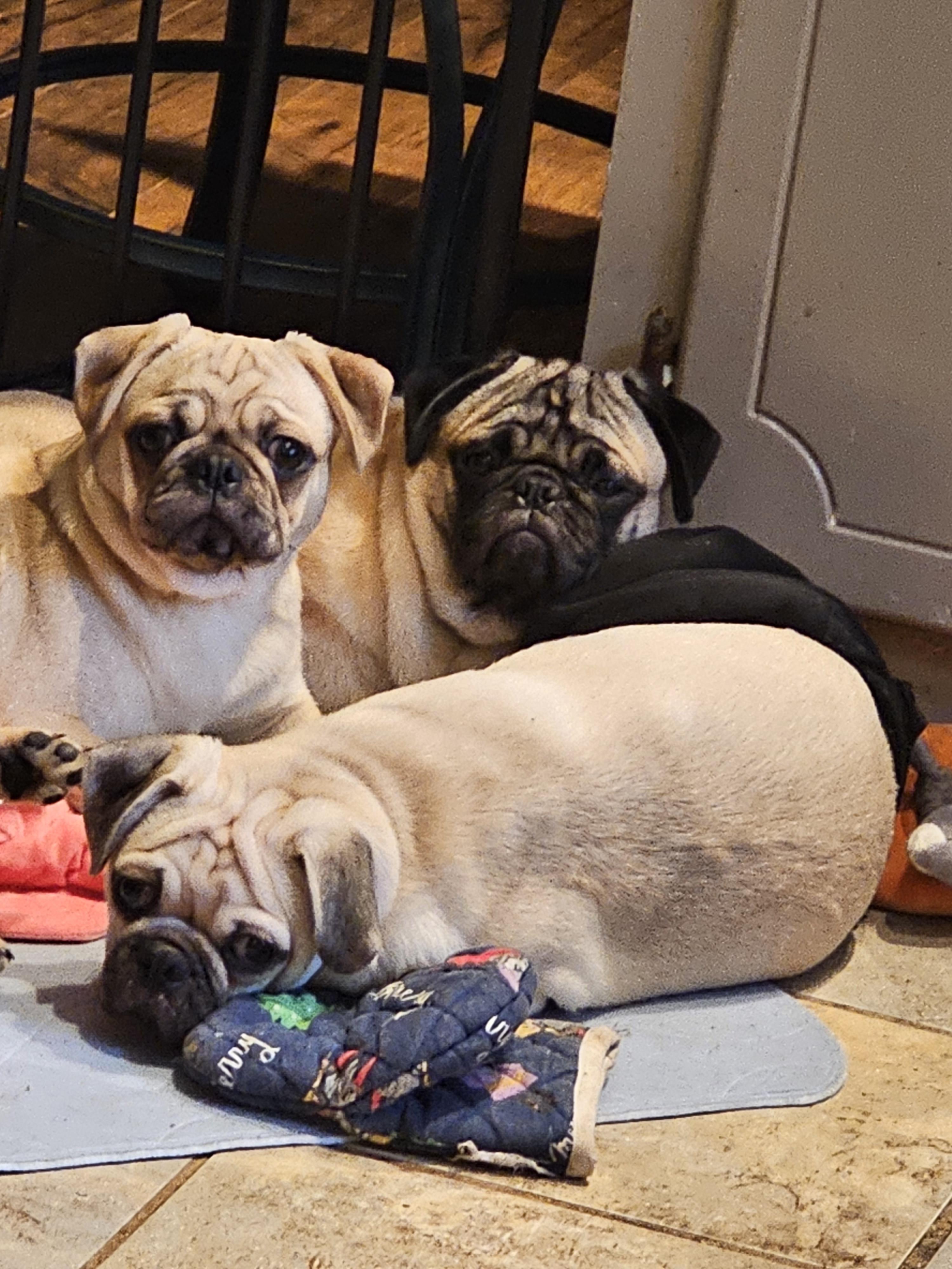 Monsterpugs in South Carolina | Pug puppies | Good Dog