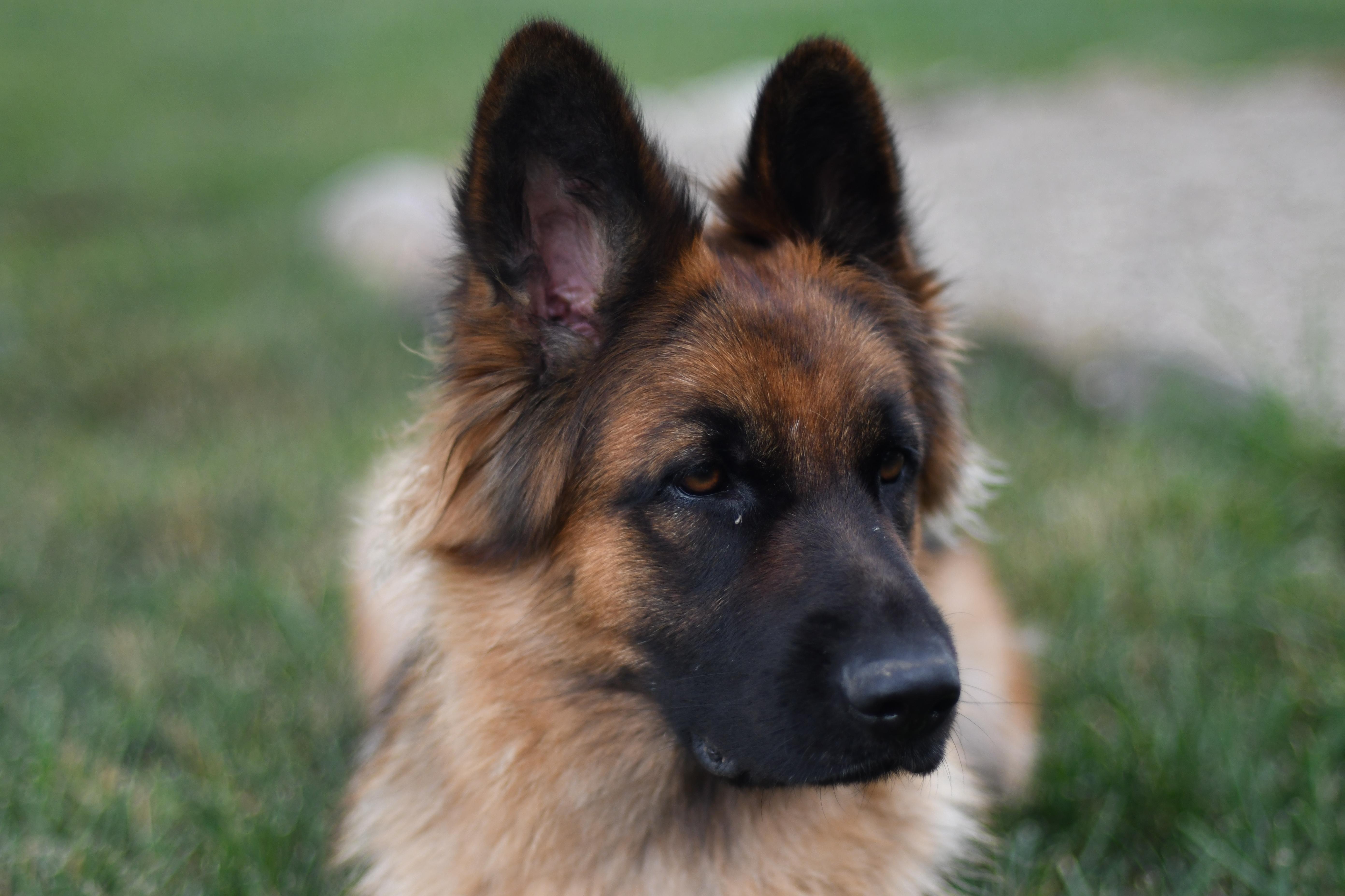 Stony Lonesome GSD in Indiana | German Shepherd puppies | Good Dog