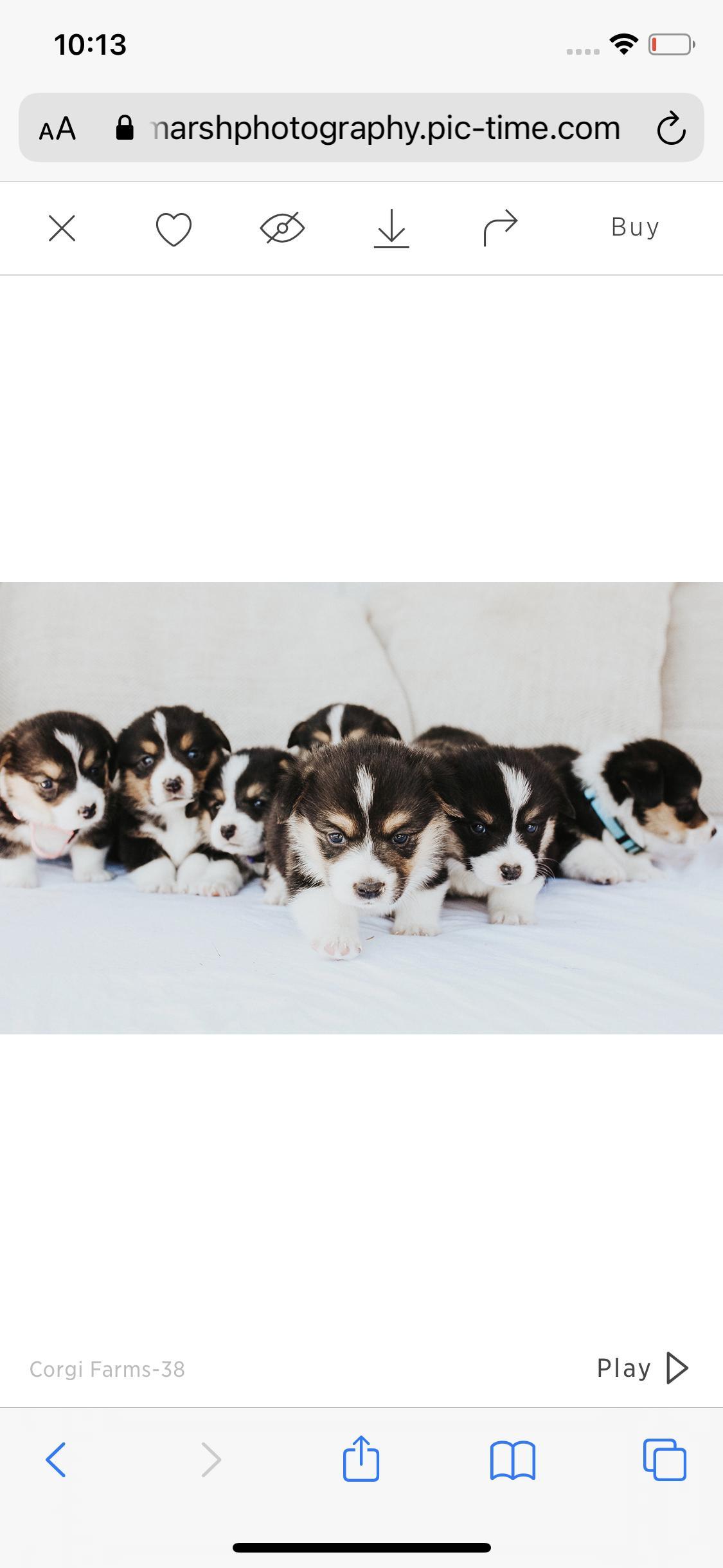 Corgi Farms in Oklahoma | Pembroke Welsh Corgi puppies | Good Dog