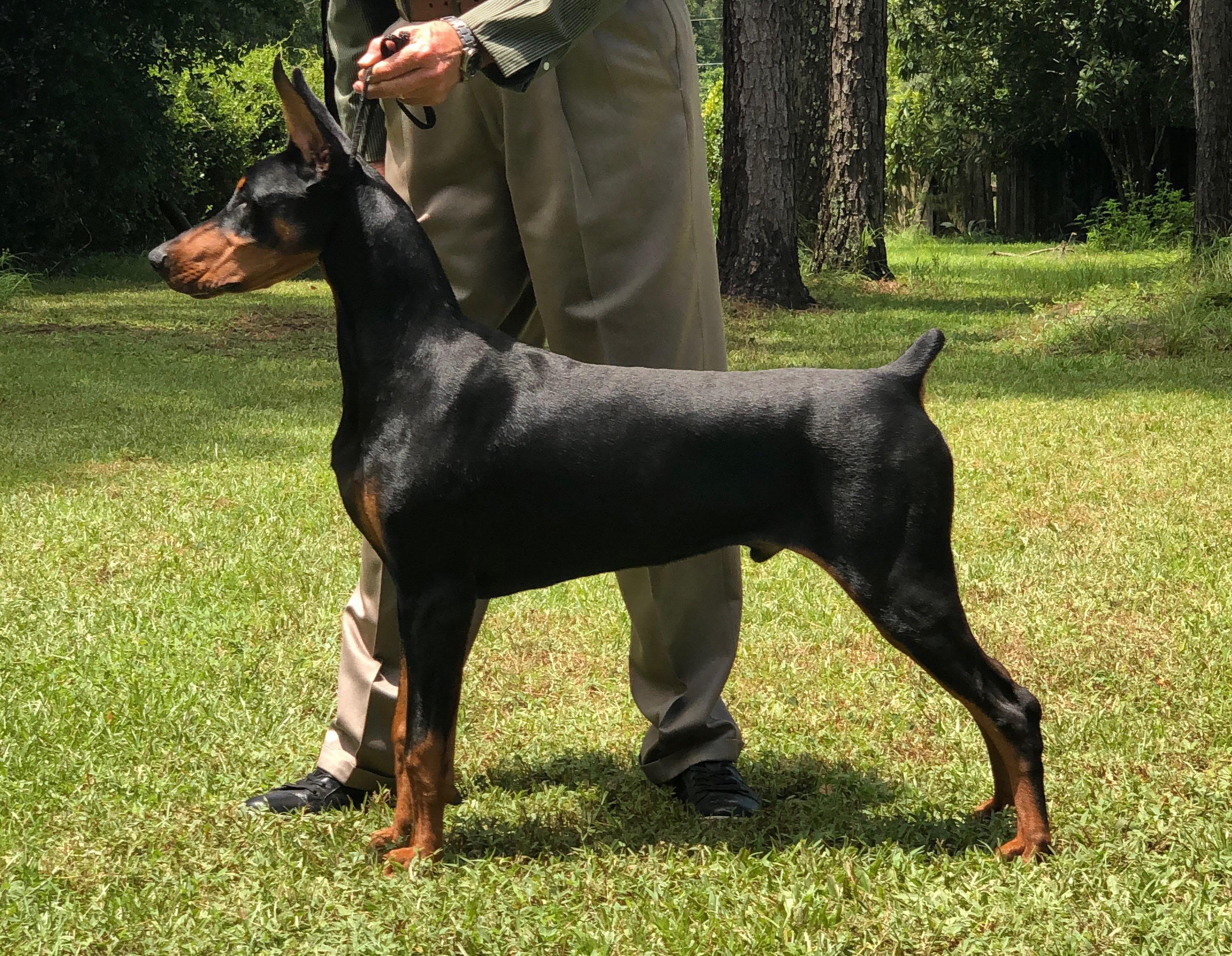 Indah Lux Dobermans in Louisiana | Doberman Pinscher puppies | Good Dog