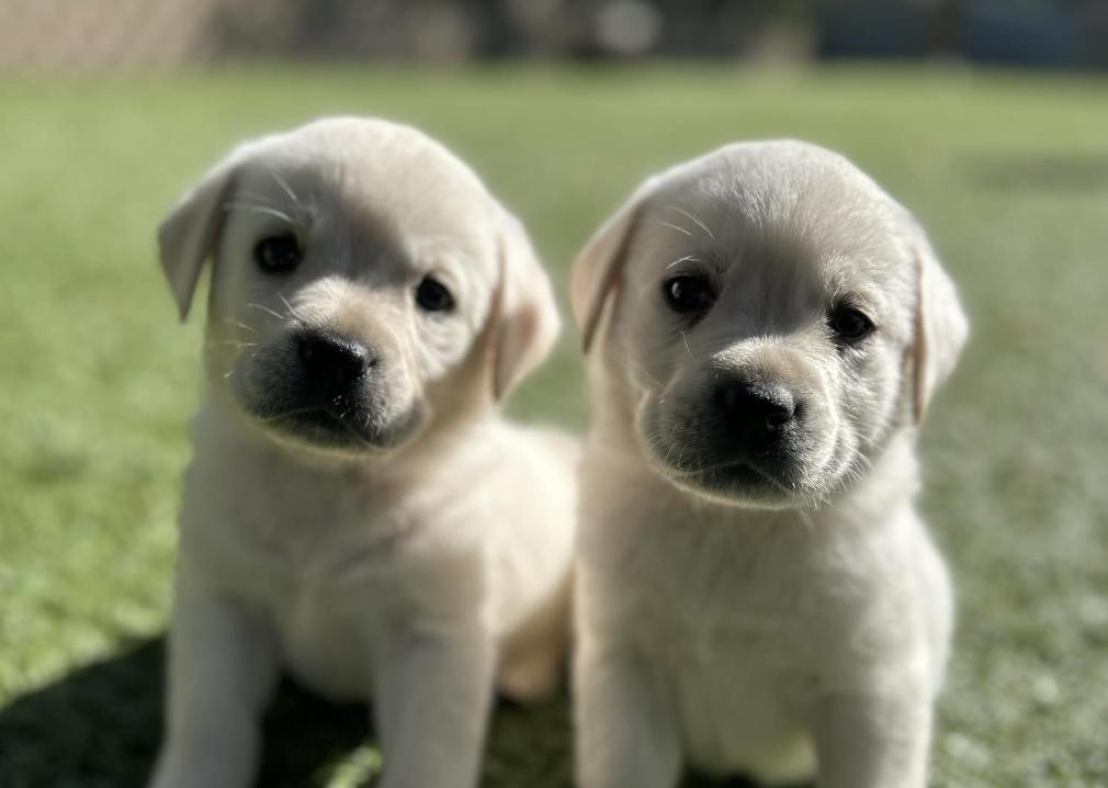 Labradors of the Valley in California | Labrador Retriever puppies ...