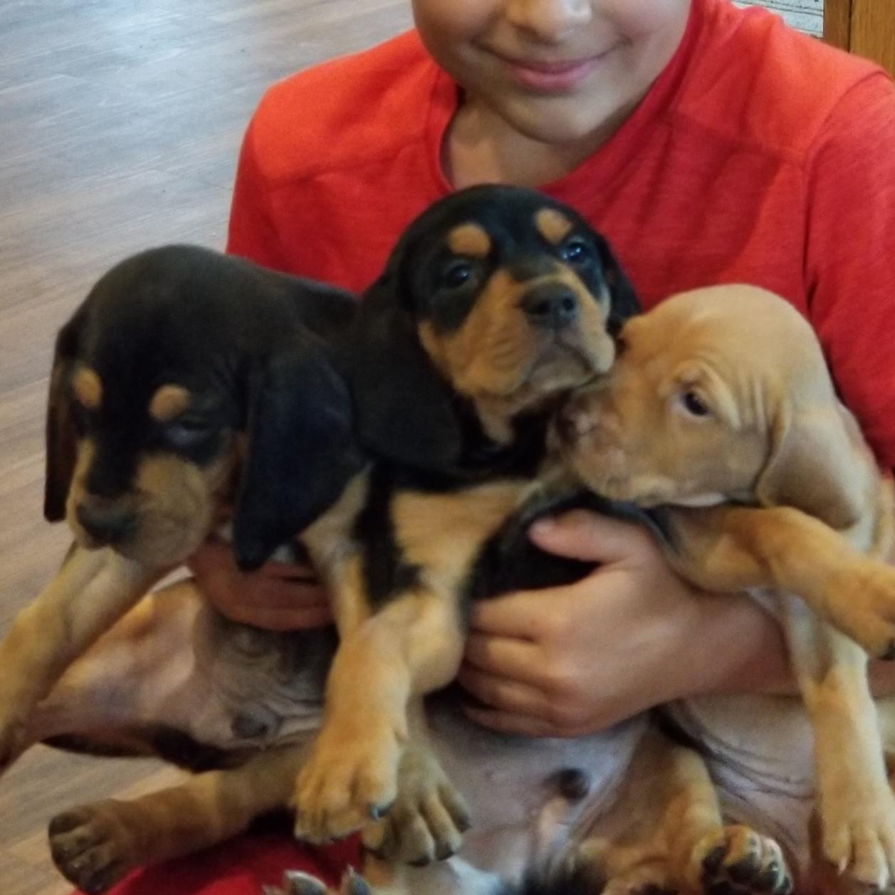 Royal Transylvanian Hounds in California | Transylvanian Hound puppies ...