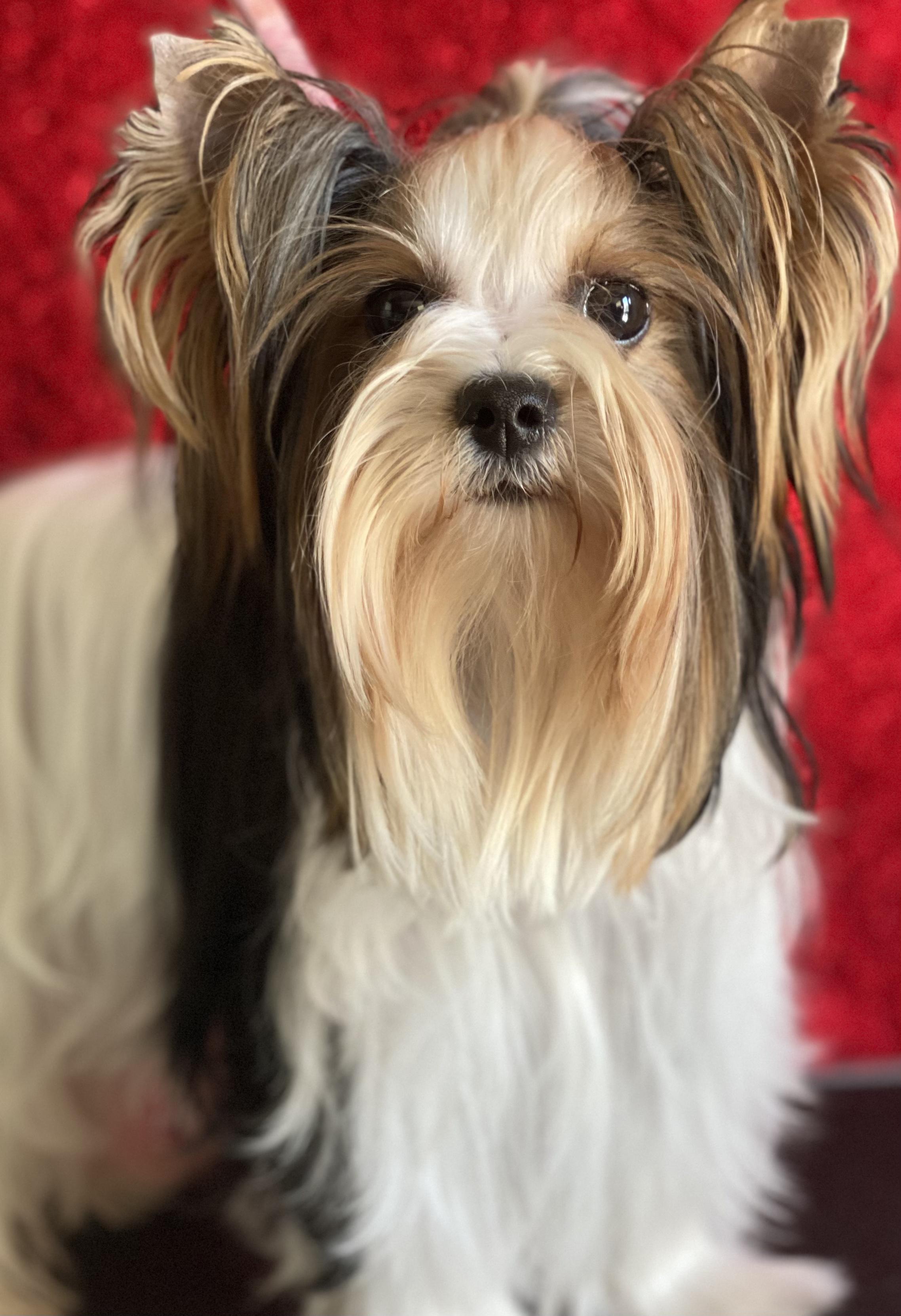Great Scotts Biewers in Arizona | Biewer Terrier puppies | Good Dog