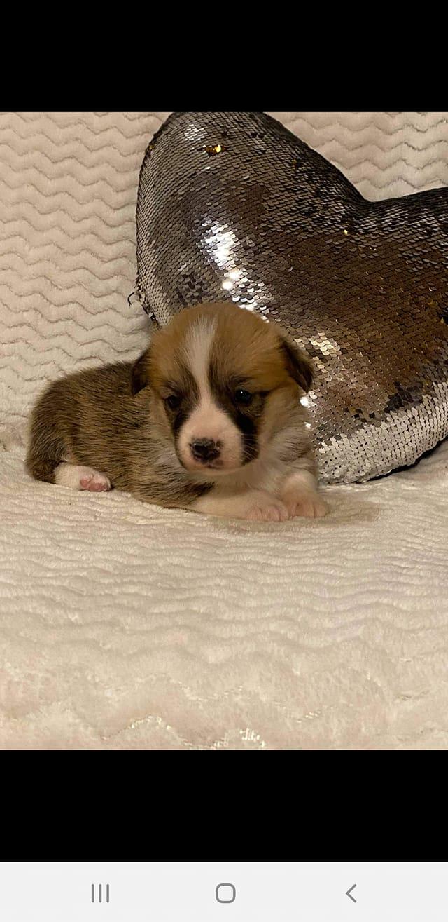 Michelle's House of Corgi's in Iowa | Pembroke Welsh Corgi puppies ...