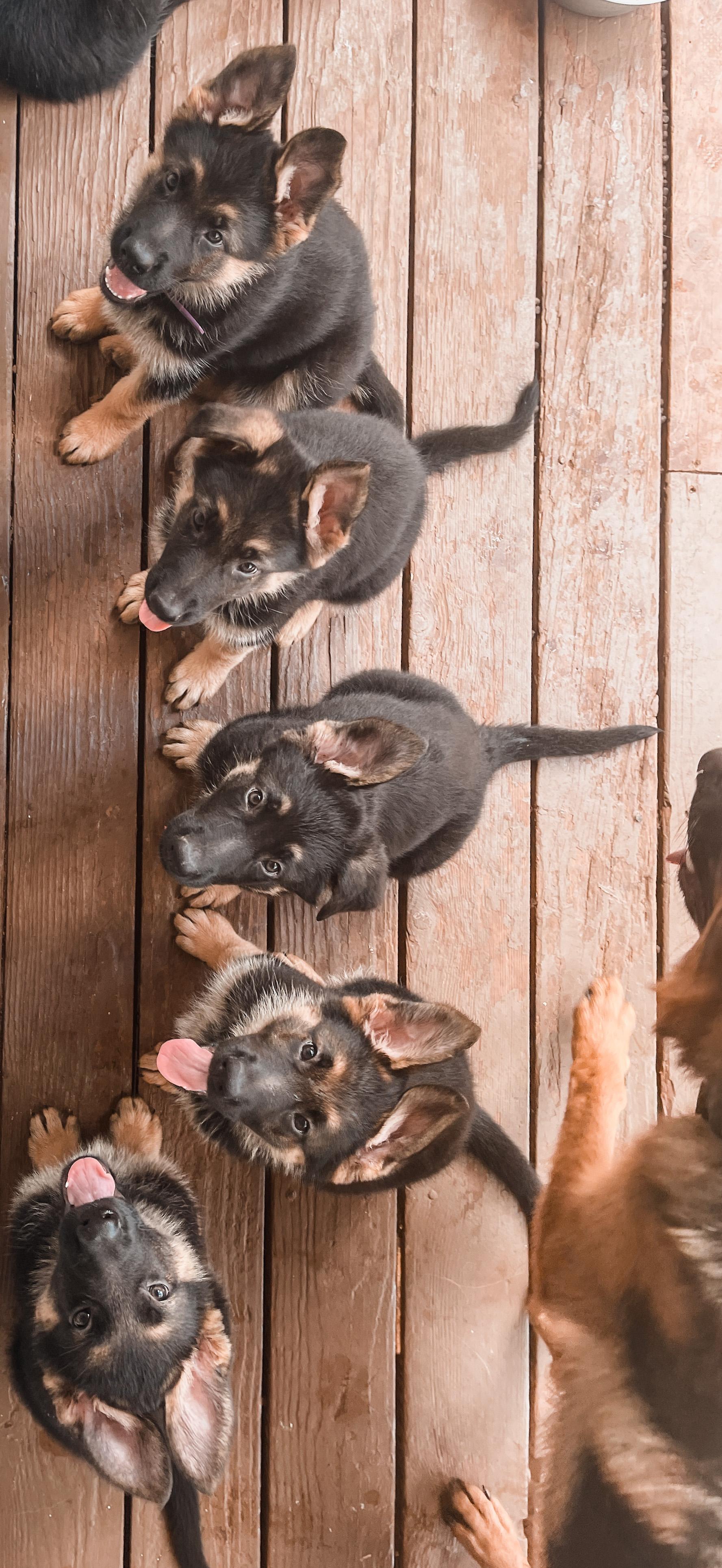Oahu German Shepherds in Hawaii | German Shepherd puppies | Good Dog