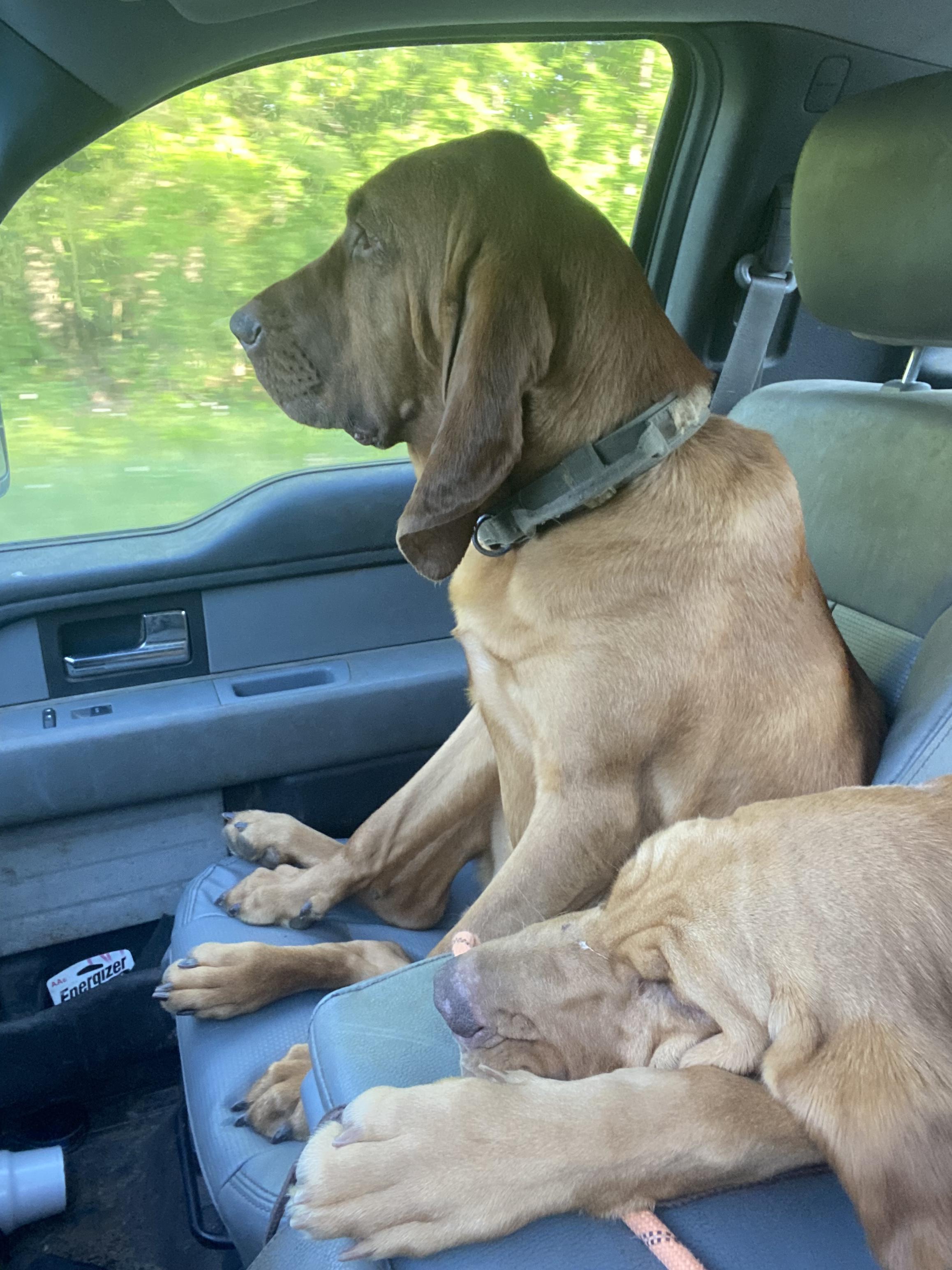 Beaver Creek Kennels in Missouri | Bloodhound puppies | Good Dog