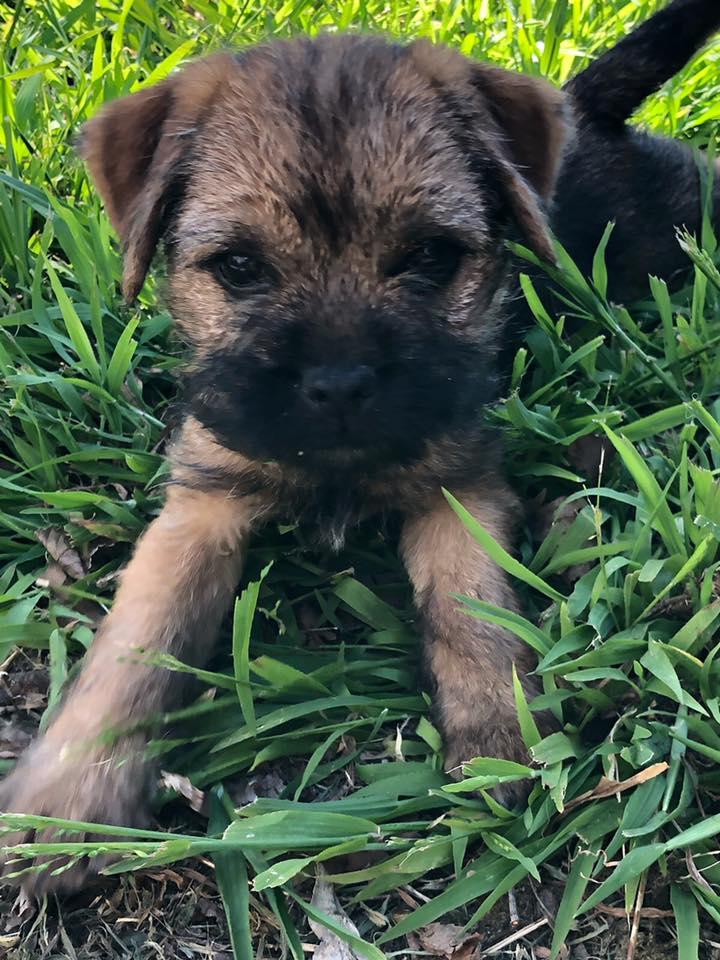 Shadowhills Border Terriers in Oregon | Border Terrier puppies | Good Dog