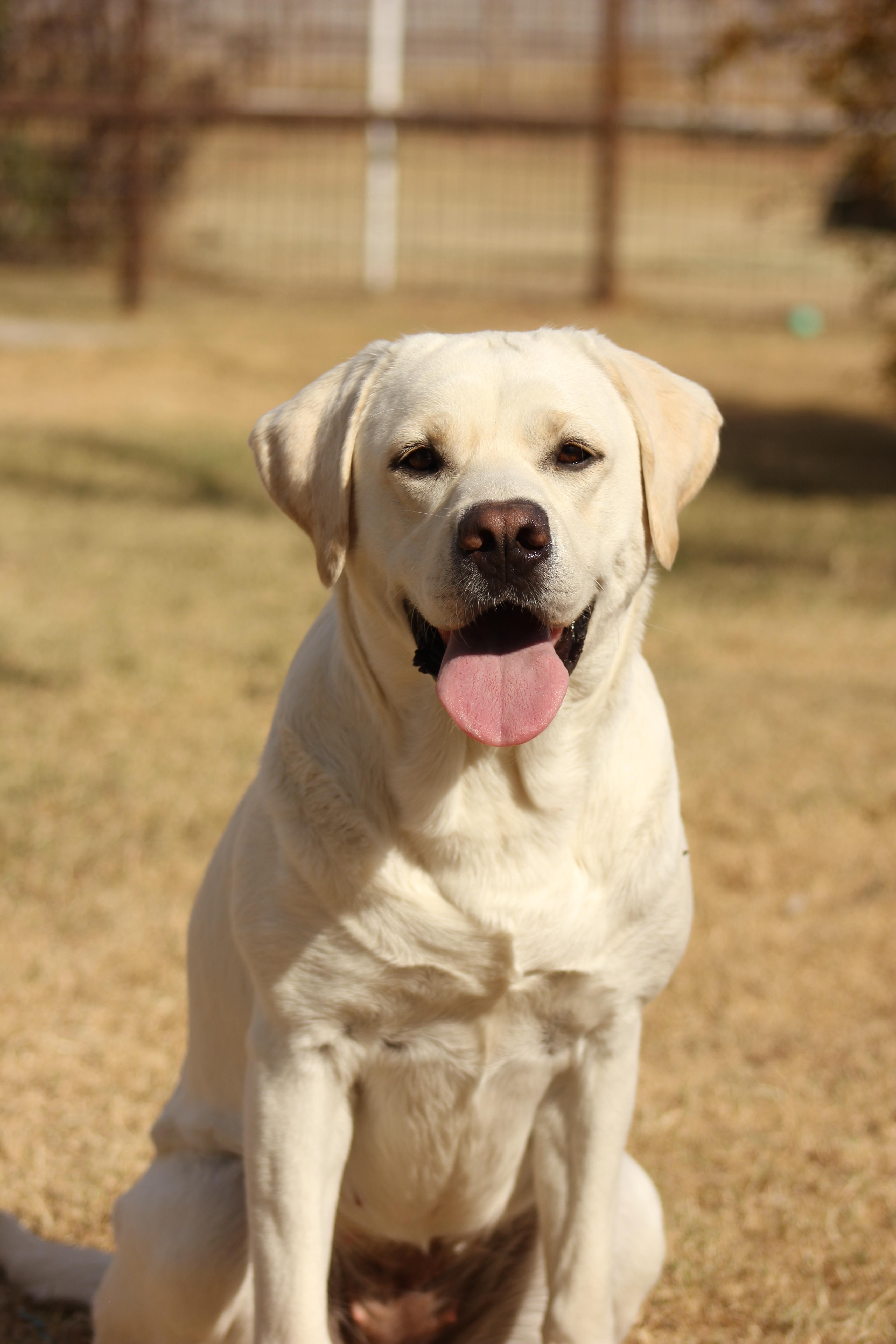 Mad Rabbit Labradors in Arizona | Labrador Retriever puppies | Good Dog