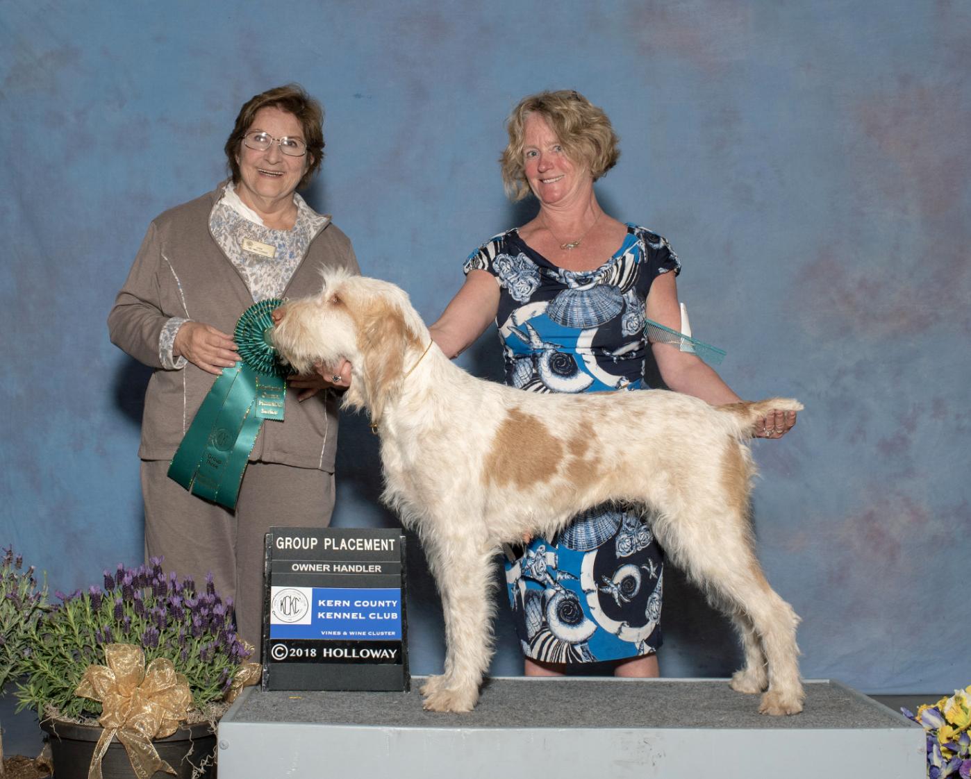 Boe Dogs in California | Spinone Italiano puppies | Good Dog