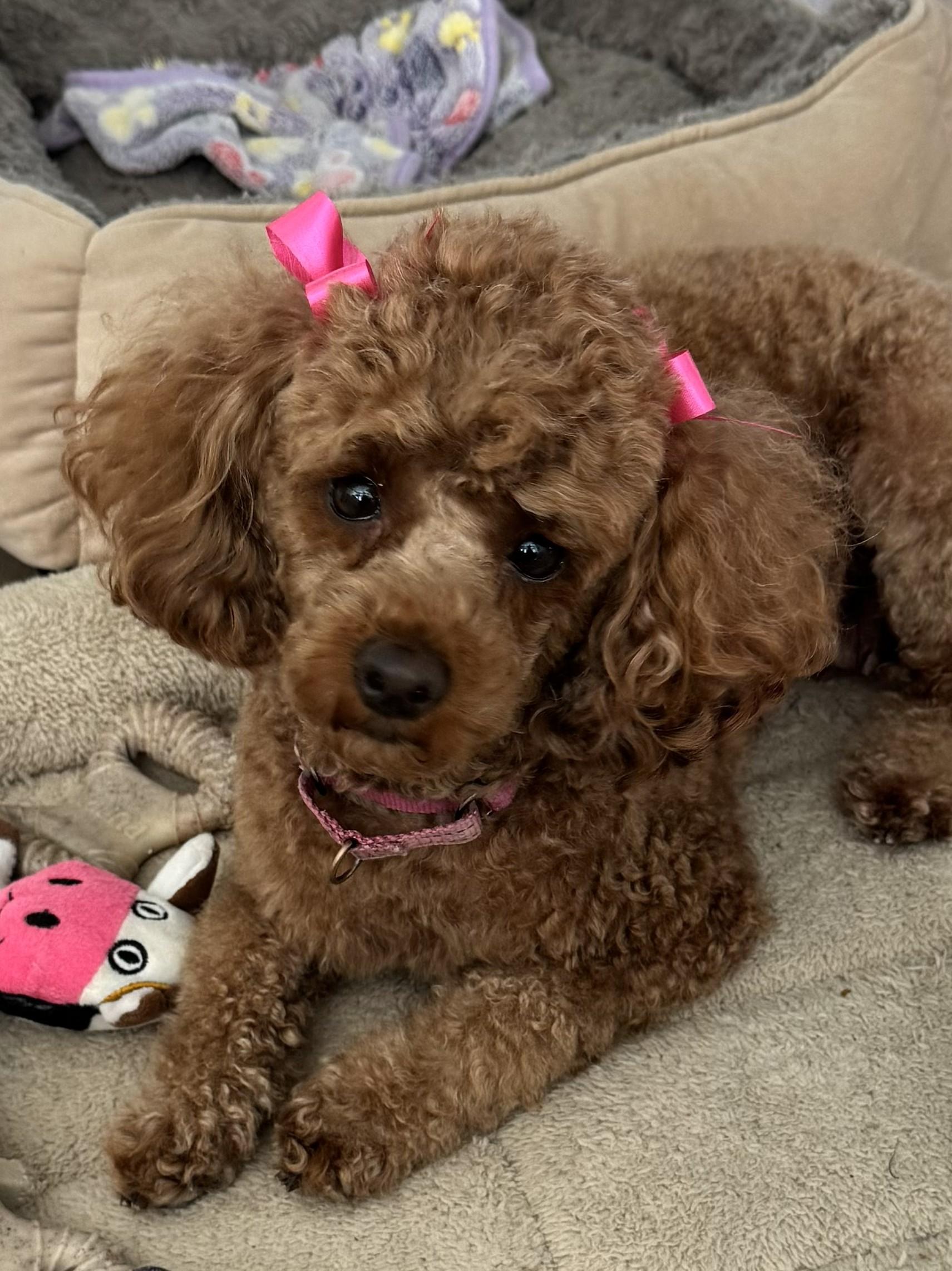 Little Gall Reds in California | Poodle puppies | Good Dog