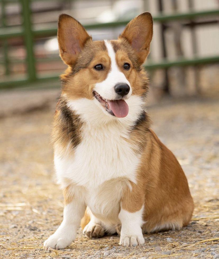 Boekel Farms Corgis in Colorado | Pembroke Welsh Corgi puppies | Good Dog