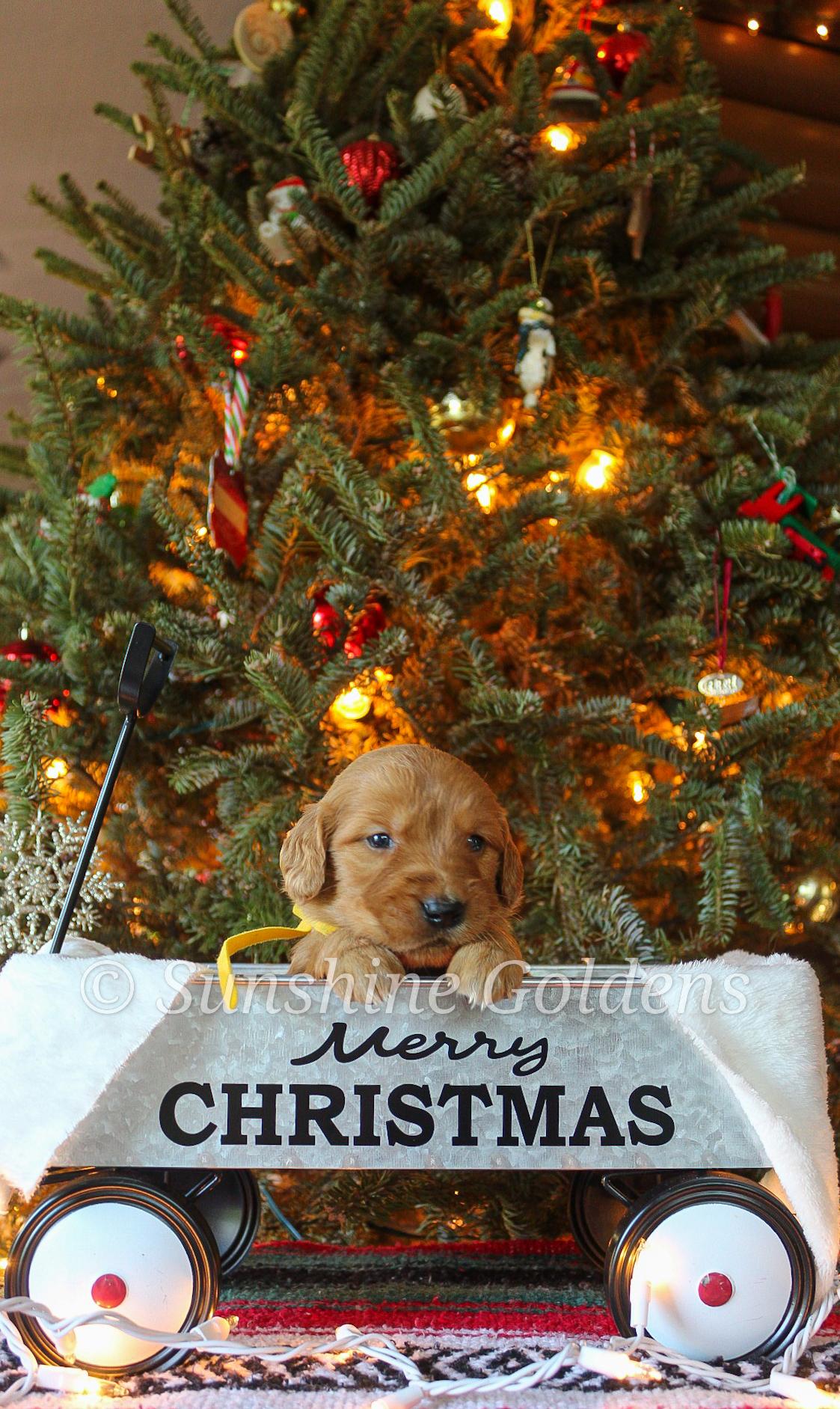 Sunshine Goldens in Indiana | Golden Retriever puppies | Good Dog