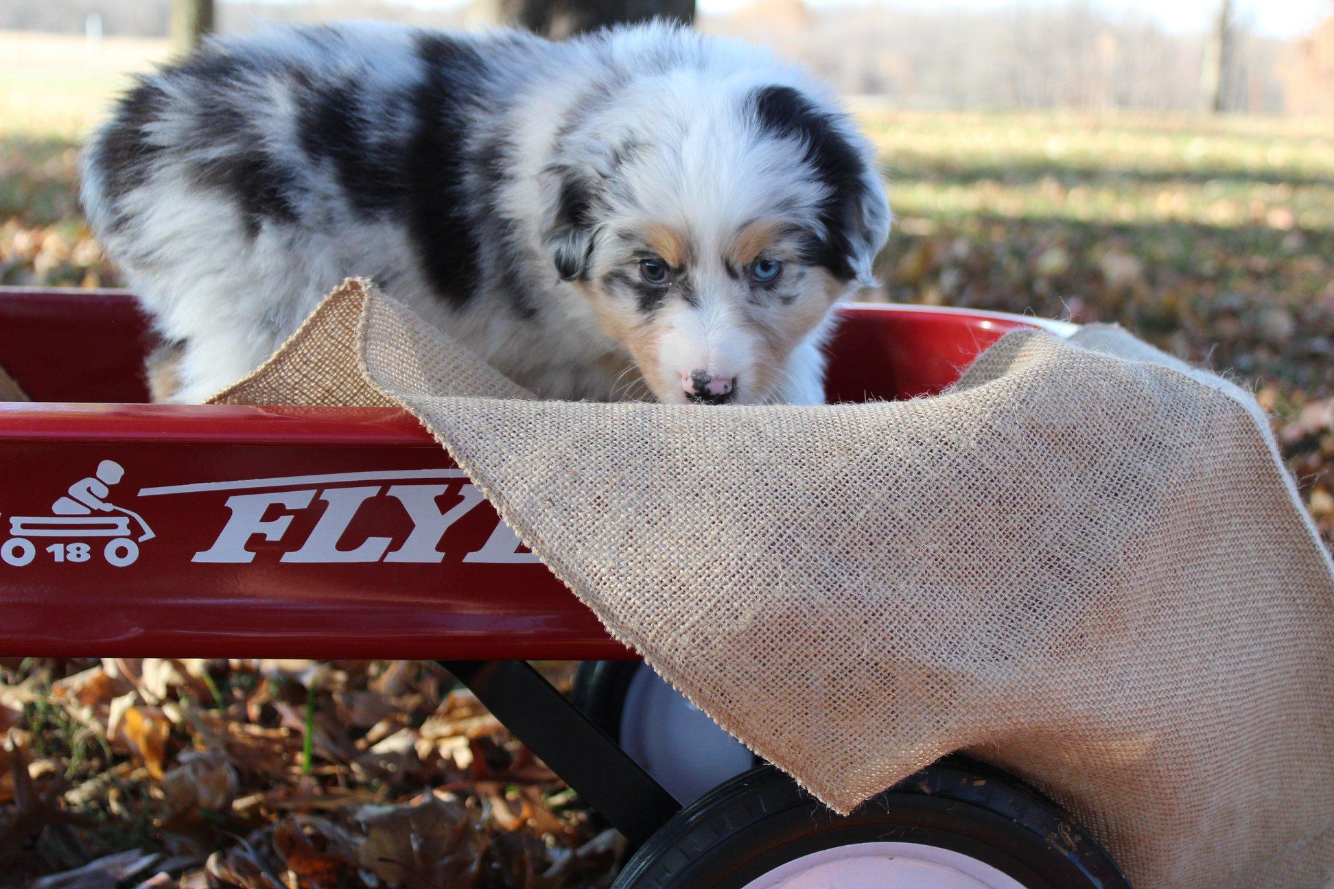 BC Australian Shepherds in Missouri | Australian Shepherd puppies ...