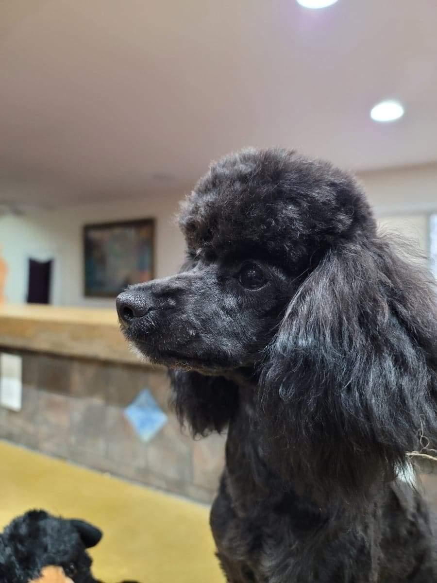 DJ's Toy Poodles in Georgia | Poodle and Yorkipoo puppies | Good Dog