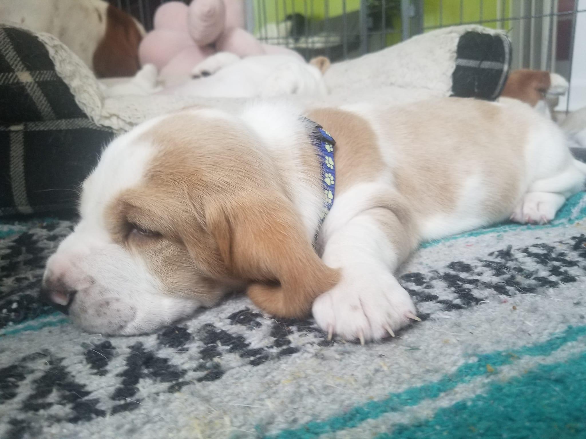 Booth's Beach Bassets in Florida | Basset Hound puppies | Good Dog