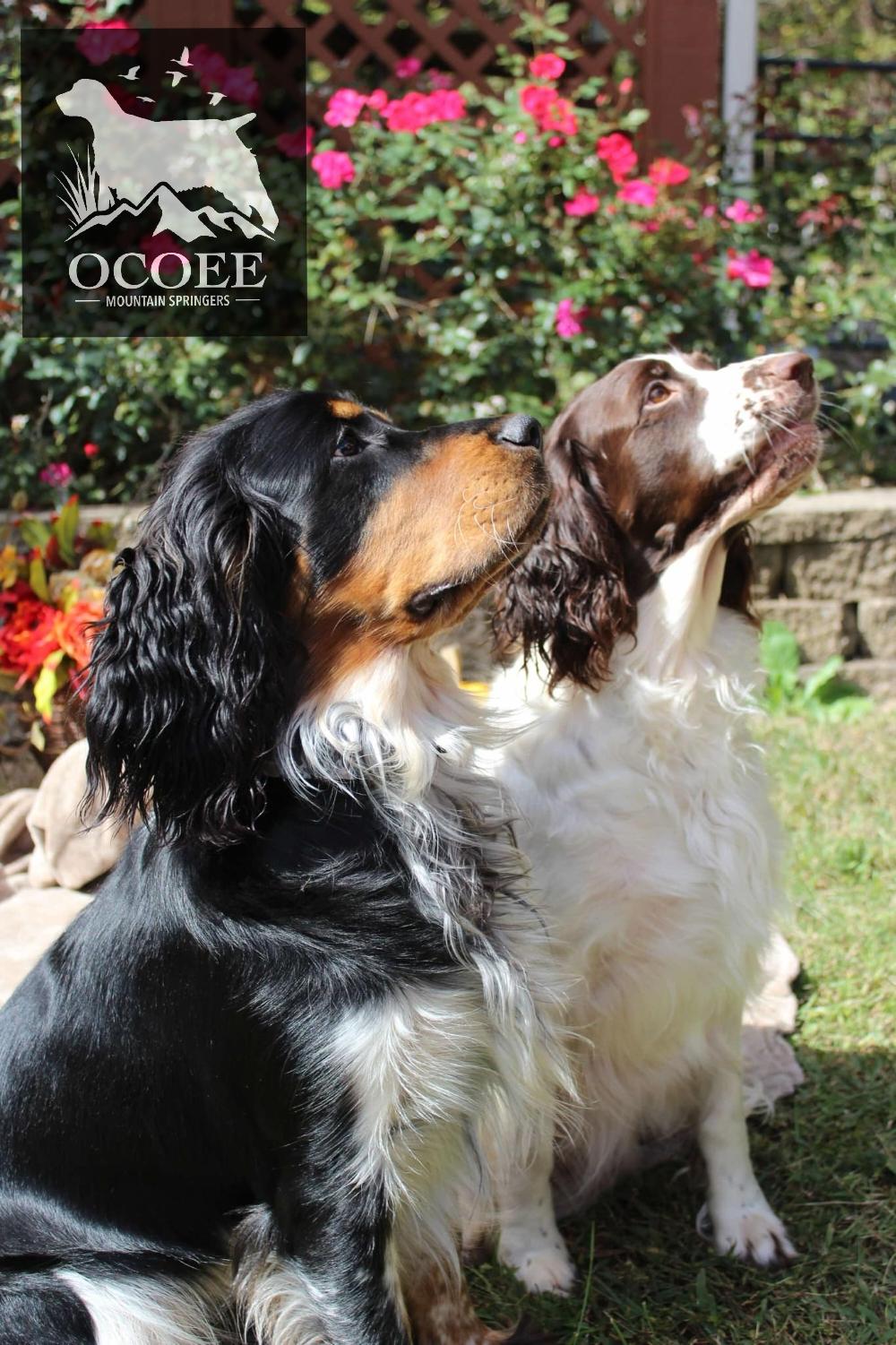 Ocoee Mountain Springers in Tennessee | English Springer Spaniel ...