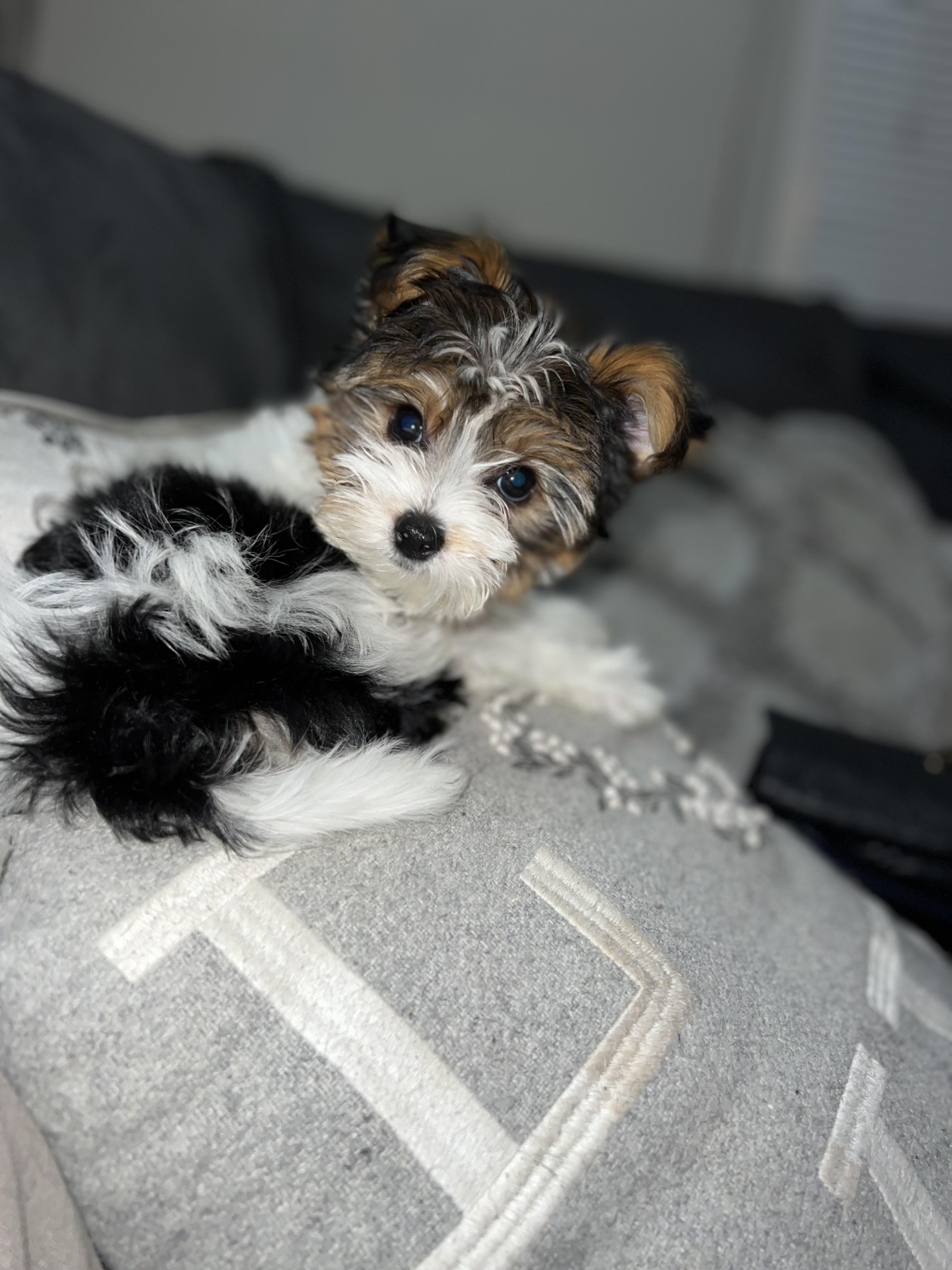 My Exotic Yorkies LLC in Ohio | Yorkshire Terrier puppies | Good Dog