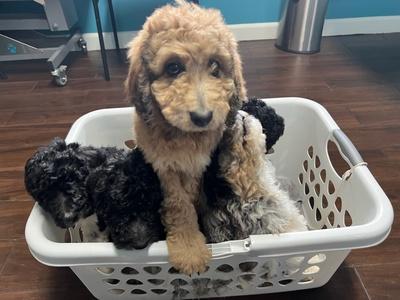 Burke Family Kennels in Alabama | Labradoodle puppies | Good Dog