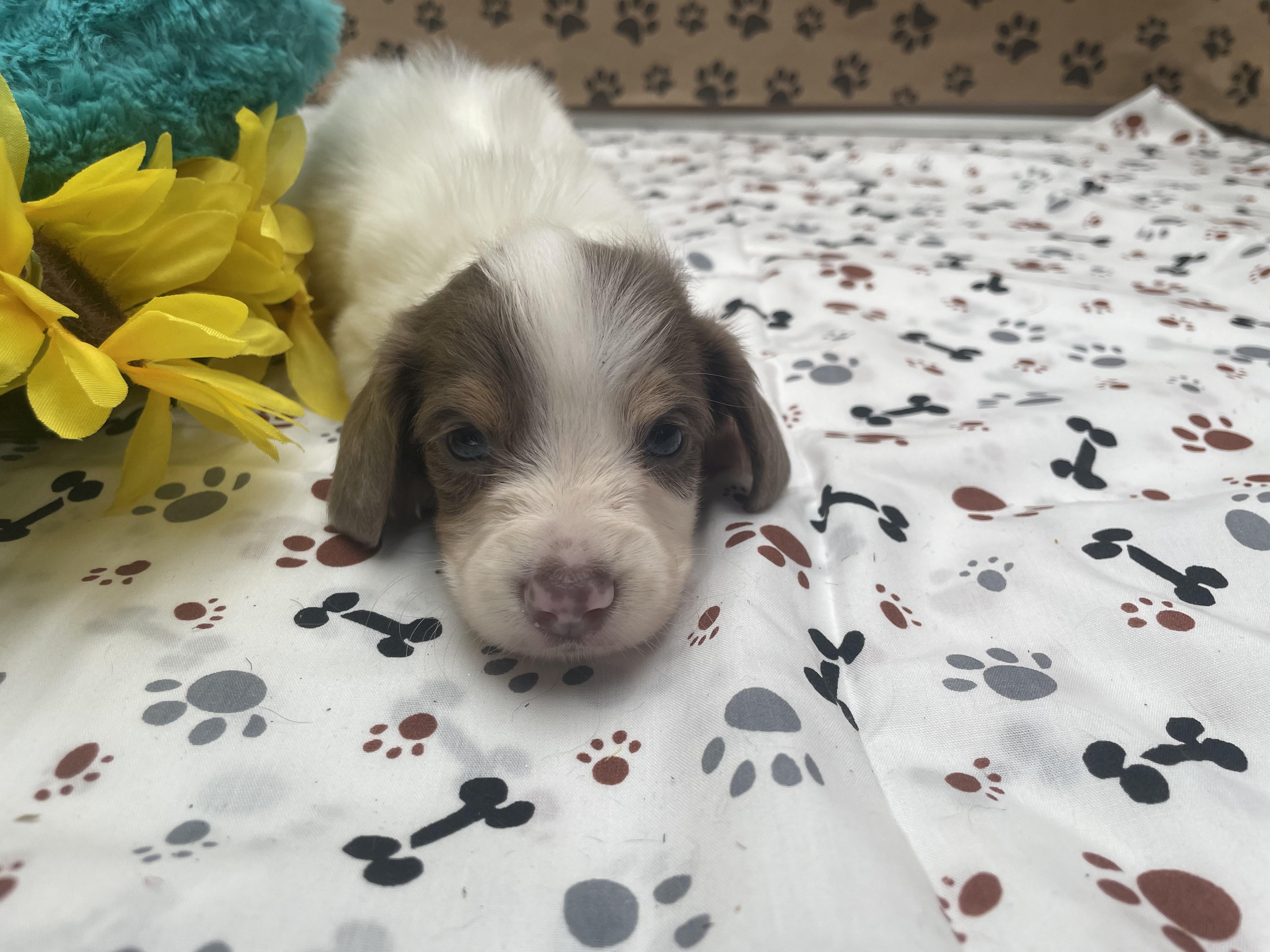 White's Mississippi Doxies in Mississippi | Dachshund puppies | Good Dog