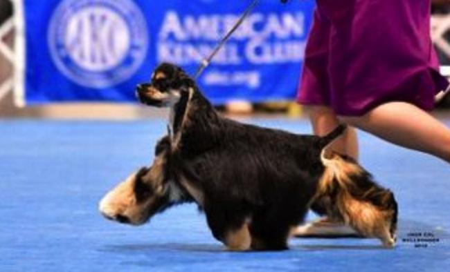 Astor Hill Cockers in New York | Cocker Spaniel puppies | Good Dog