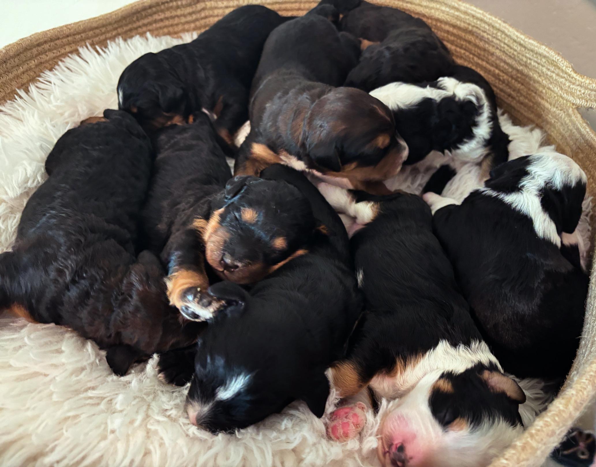 Reeces Pieces Puppies in Arizona | Bernedoodle puppies | Good Dog