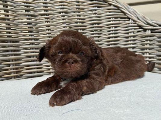 Fluffy Paws SC in South Carolina | Shih Tzu puppies | Good Dog