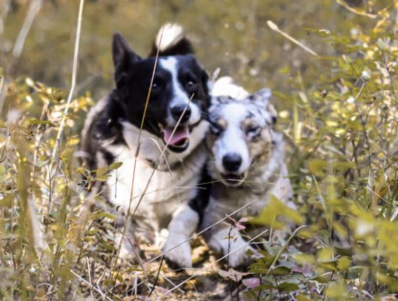 Cheeky Corgi Cardigans in Idaho | Cardigan Welsh Corgi and Scottish ...