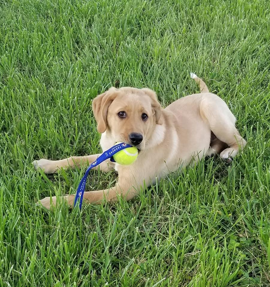 Sunset Labradors in Oklahoma | Labrador Retriever puppies | Good Dog