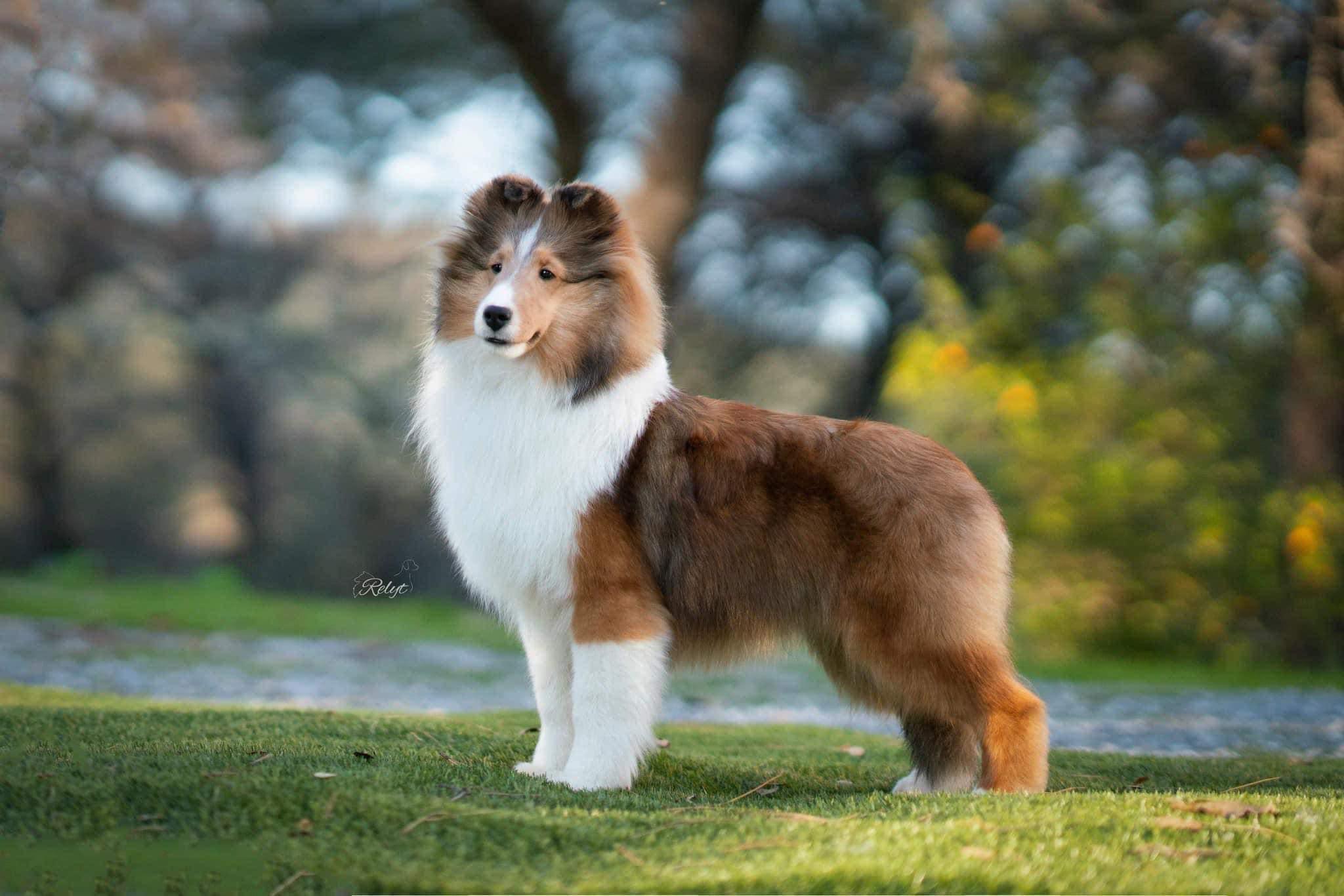Excelsior Shetland Sheepdogs in New York | Shetland Sheepdog puppies ...