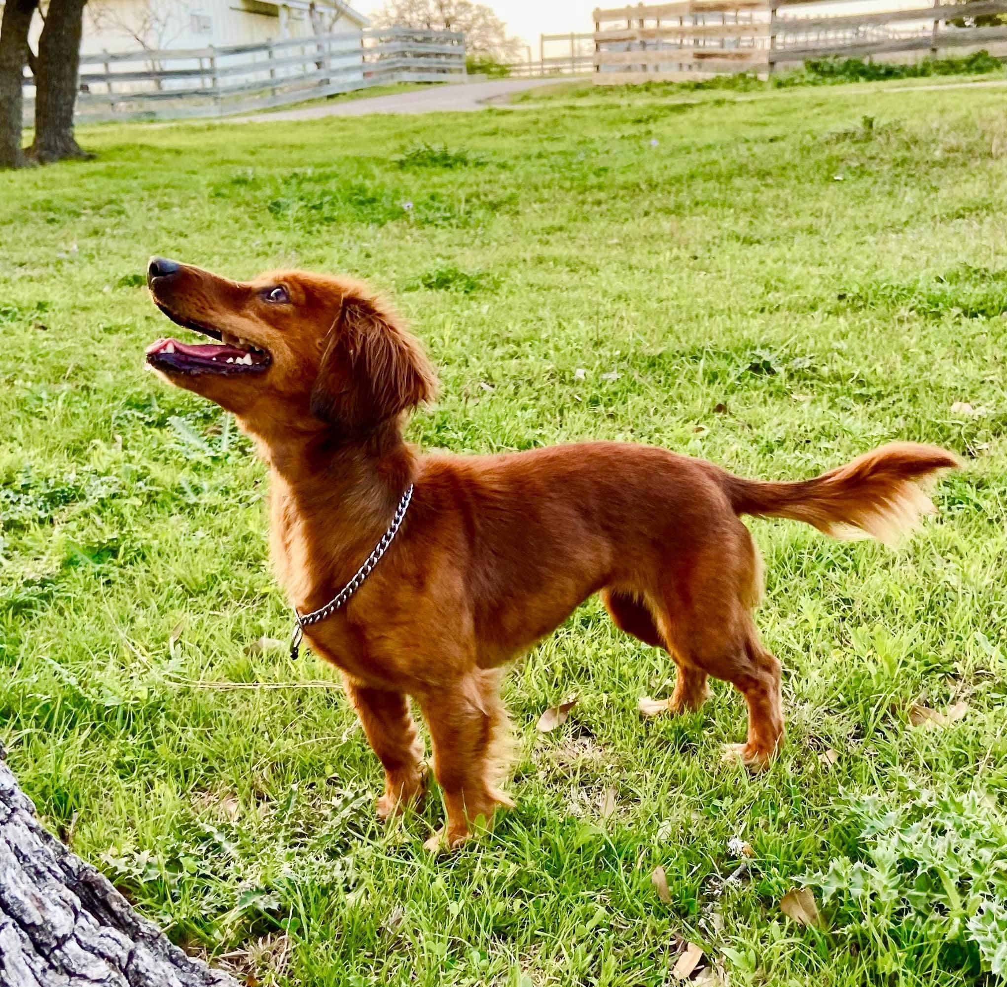 Jamaican Red Dogs in Texas | Sporty Mix puppies | Good Dog