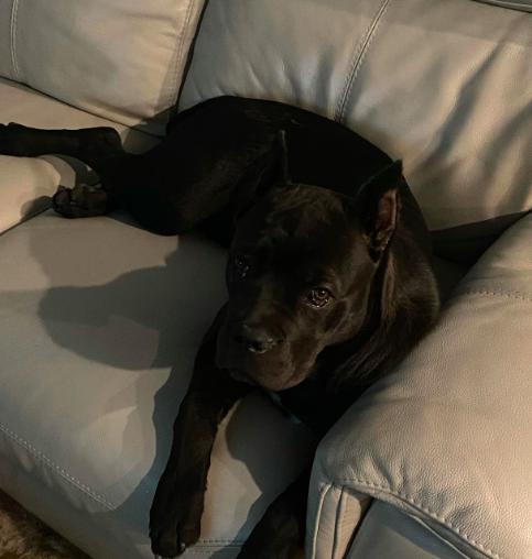 Edwin Jody Thomas in Texas | Cane Corso puppies | Good Dog