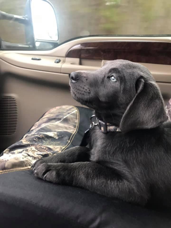 Palmetto Moon Labradors in North Carolina | Dilute Retriever puppies ...
